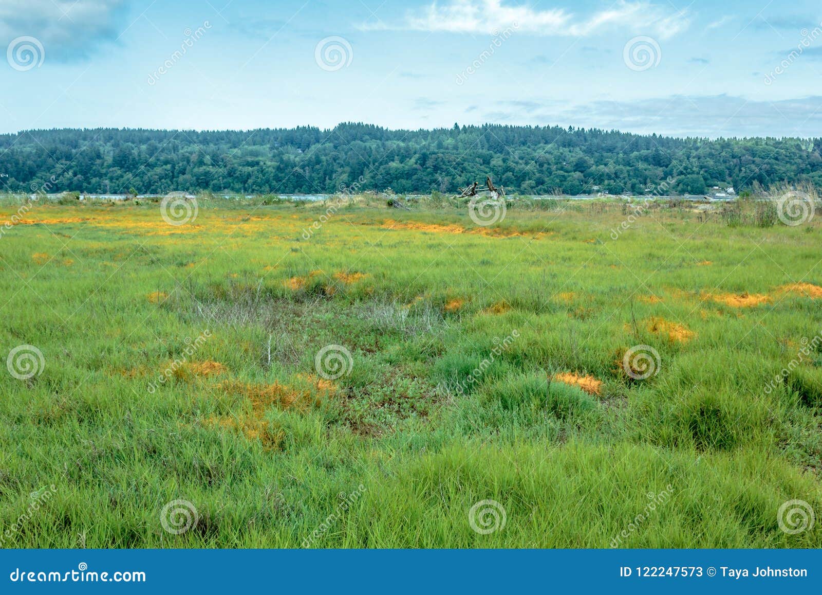 Wide open grassy clearing stock image. Image of blue - 122247573
