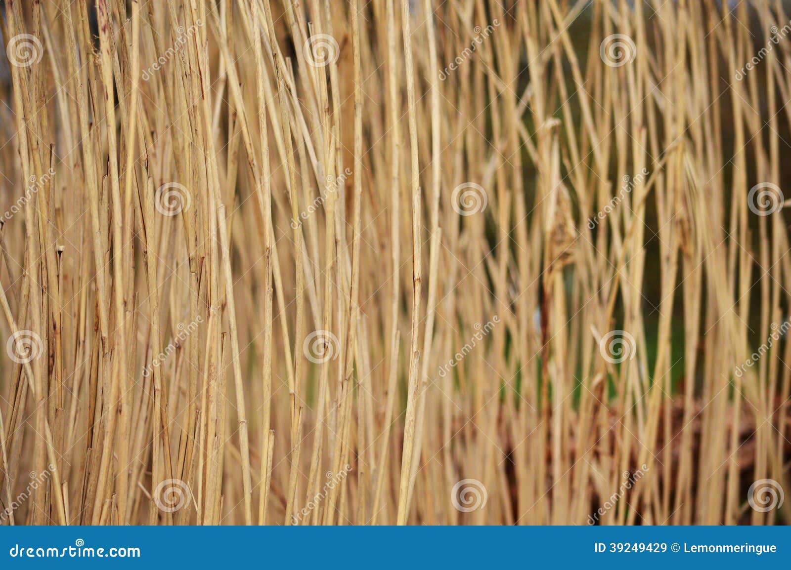 Tall grass stock image. Image of verticall, park, grass - 39249429