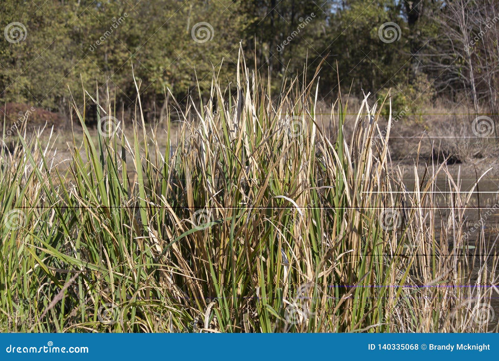 Close-Up of Tall Swamp Grass Stock Photo - Image of alive, close: 140335068