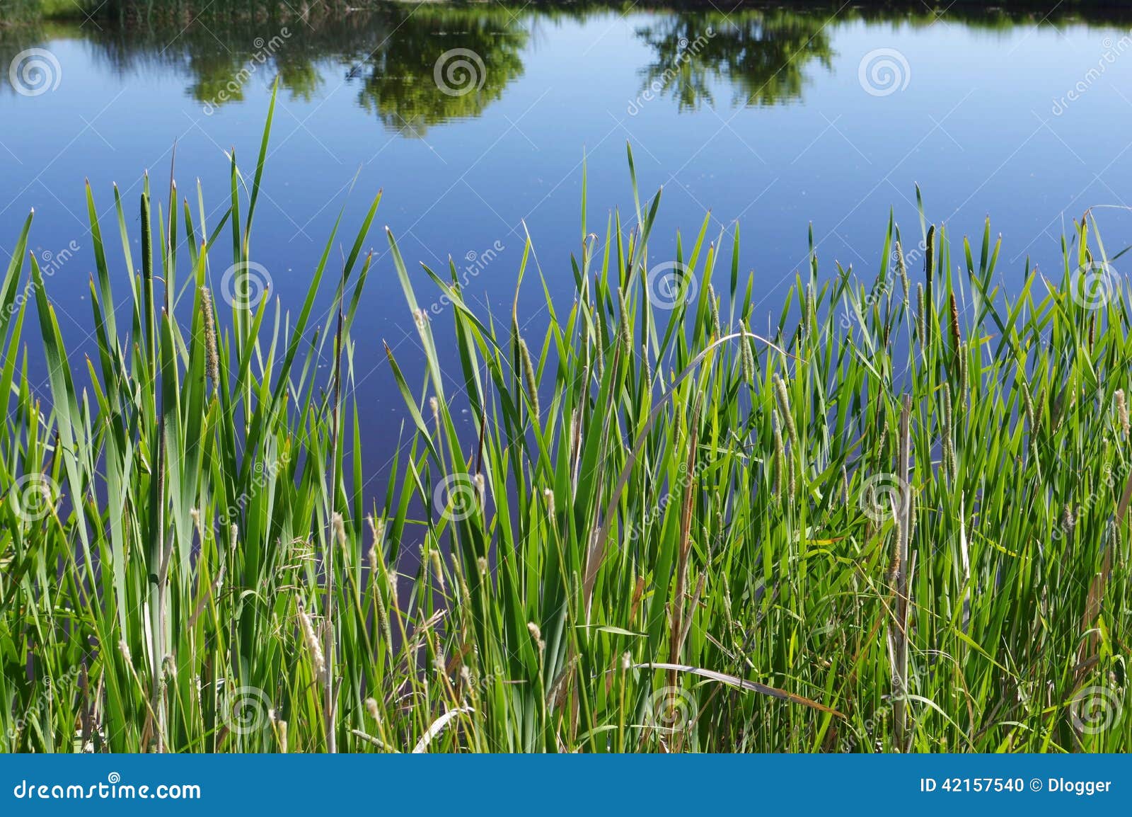 Tall Grass on Edge of Pond. Stock Photo - Image of reflection, edge ...