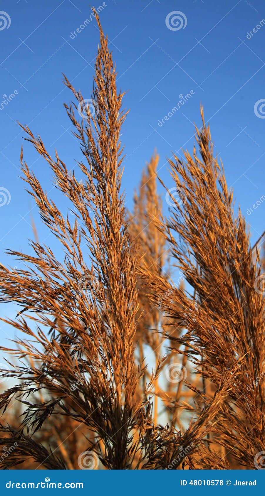 Tall grass in the fall stock photo. Image of high, grass - 48010578