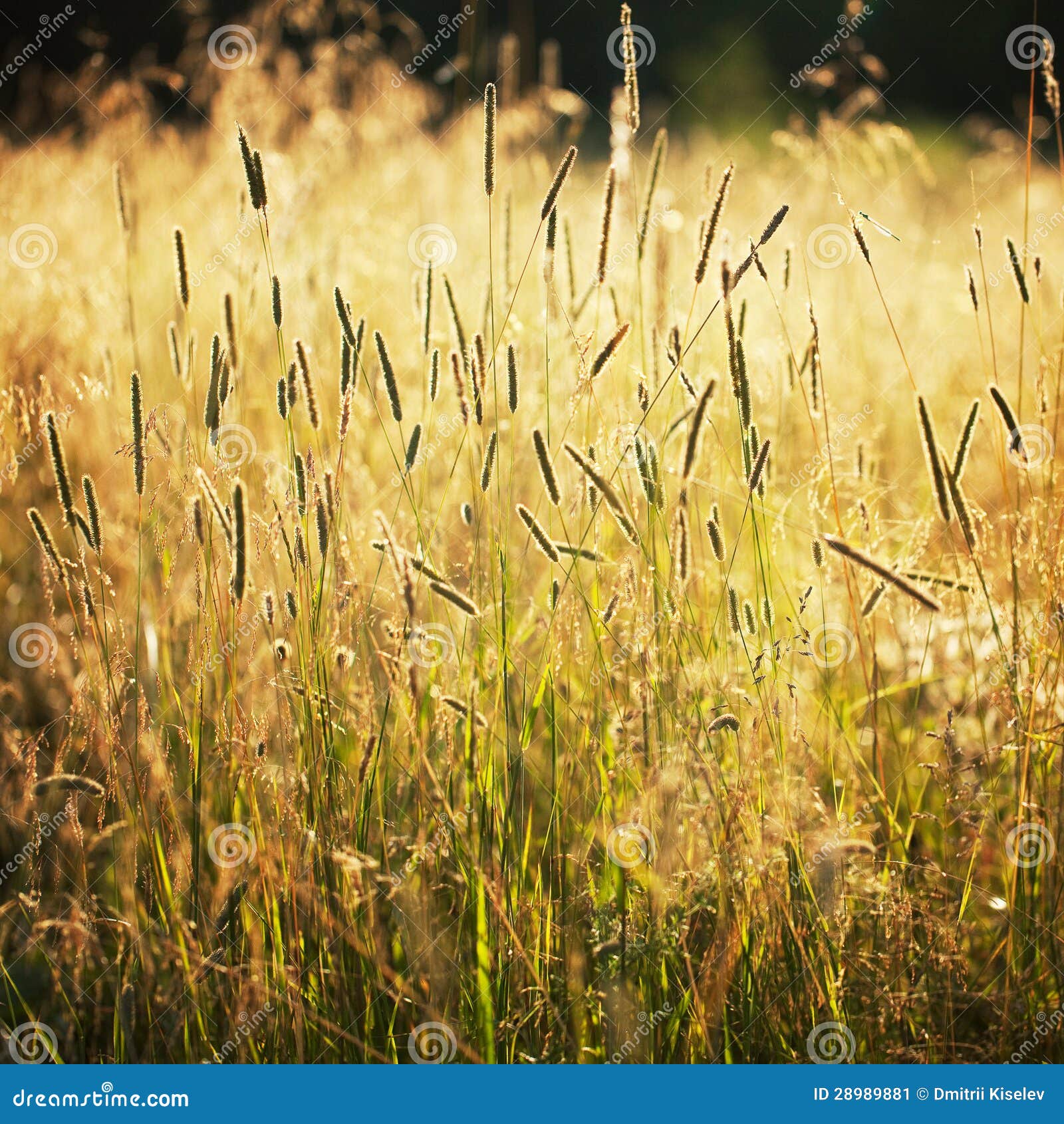Tall grass in a field stock image. Image of sundown, field - 28989881