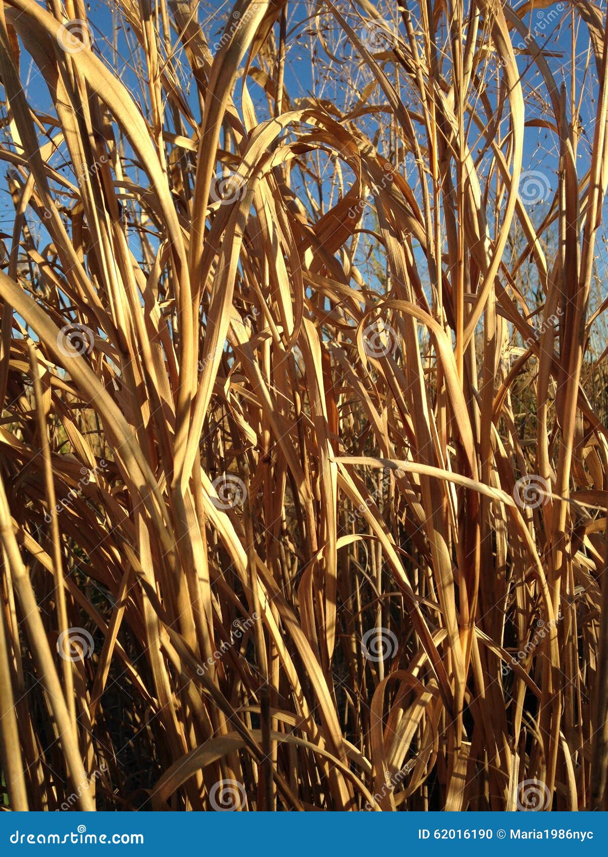 Tall Grass in the Field the Fall. Stock Photo - Image of common, fall ...