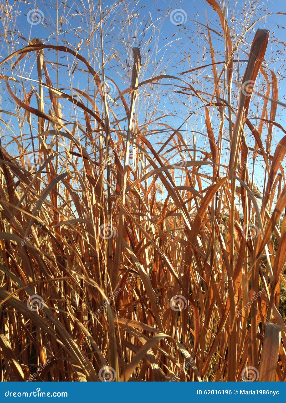 Tall Grass in the Field the Fall. Stock Photo - Image of sunset, dried ...