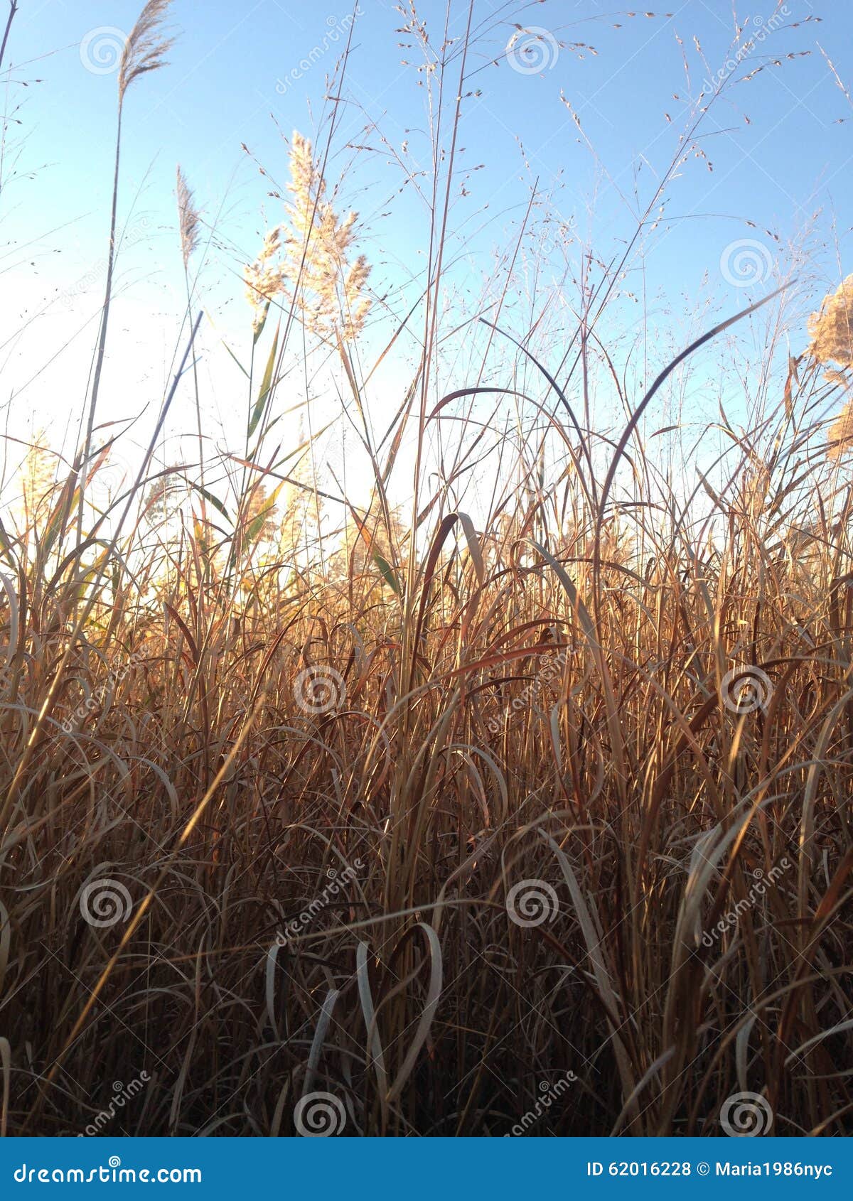 Tall Grass in the Field the Fall. Stock Photo - Image of sunlight ...
