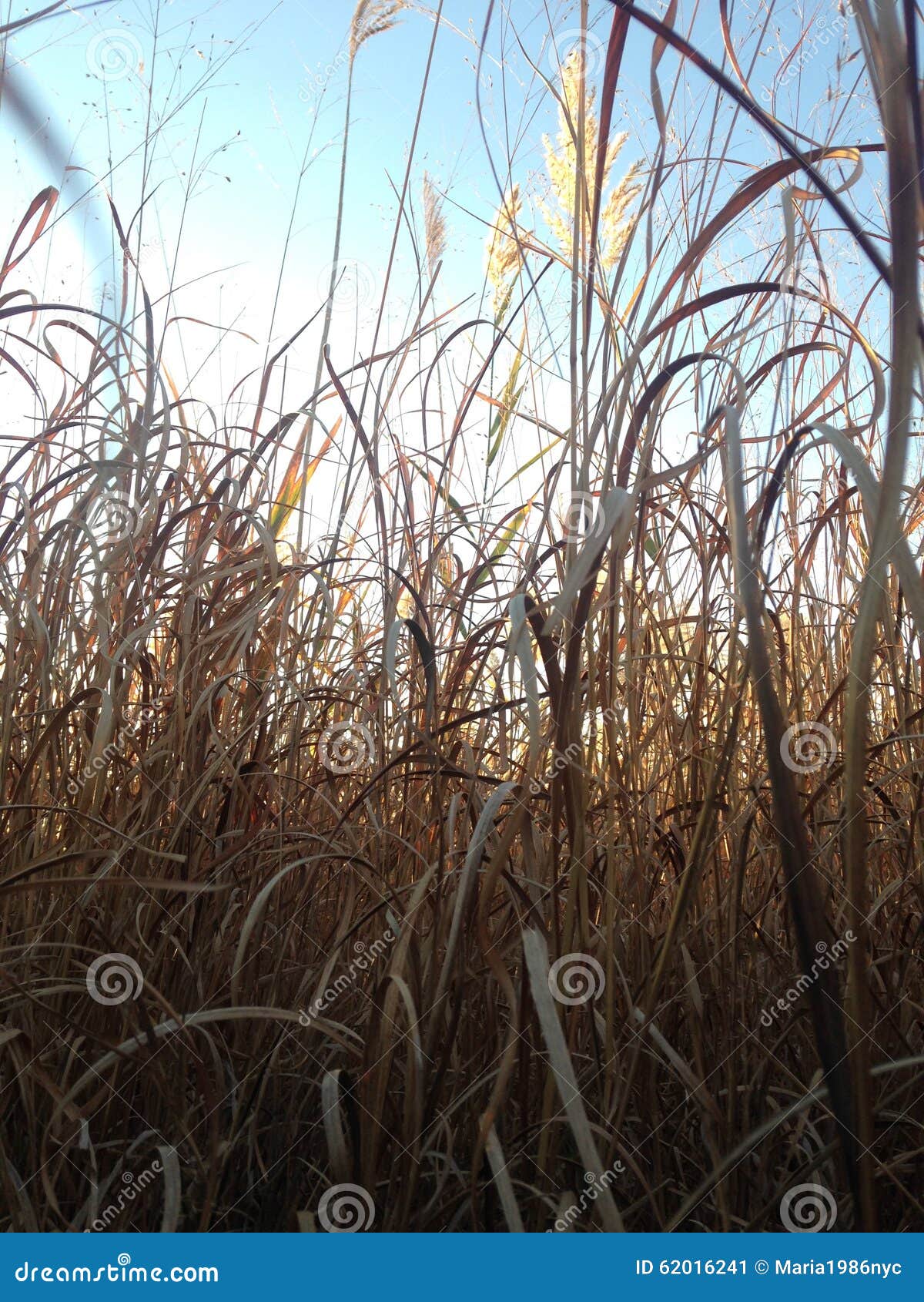 Tall Grass in the Field the Fall. Stock Image - Image of field, common ...