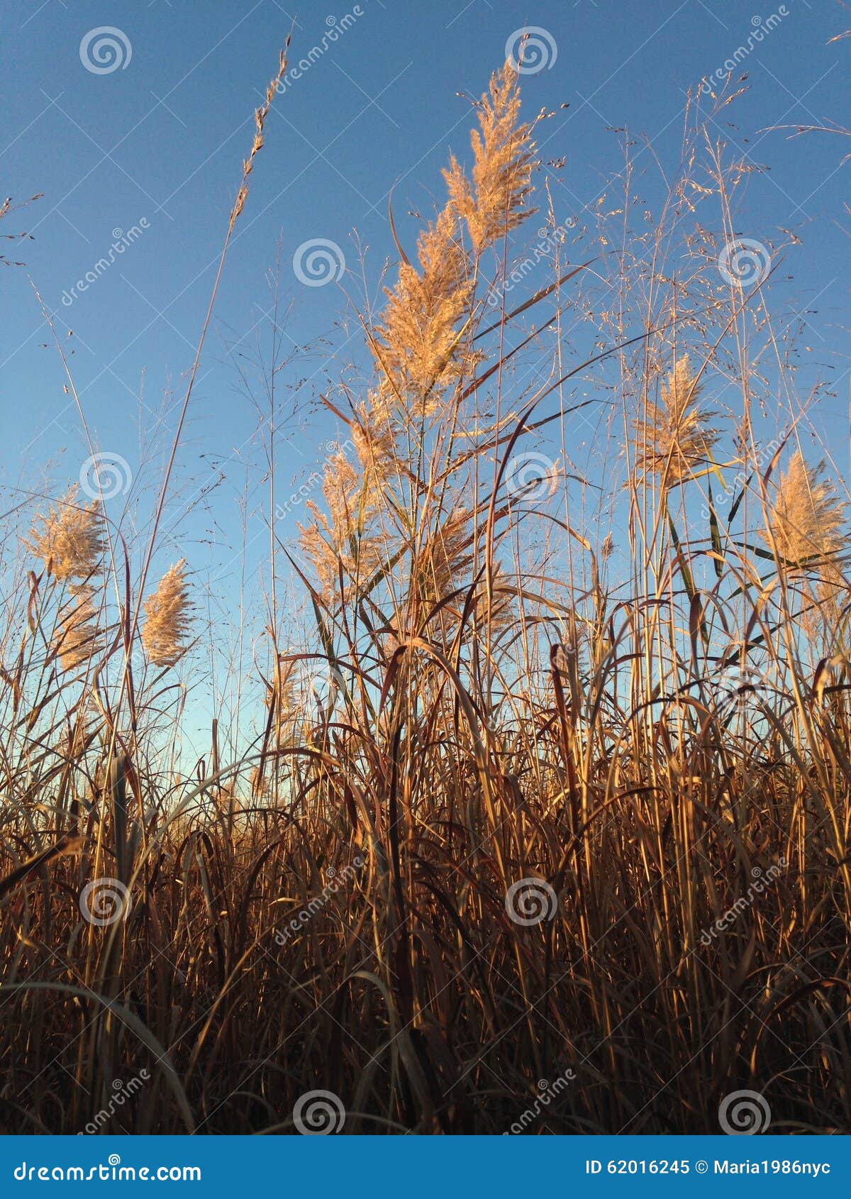Tall Grass in the Field the Fall. Stock Image - Image of decorative ...
