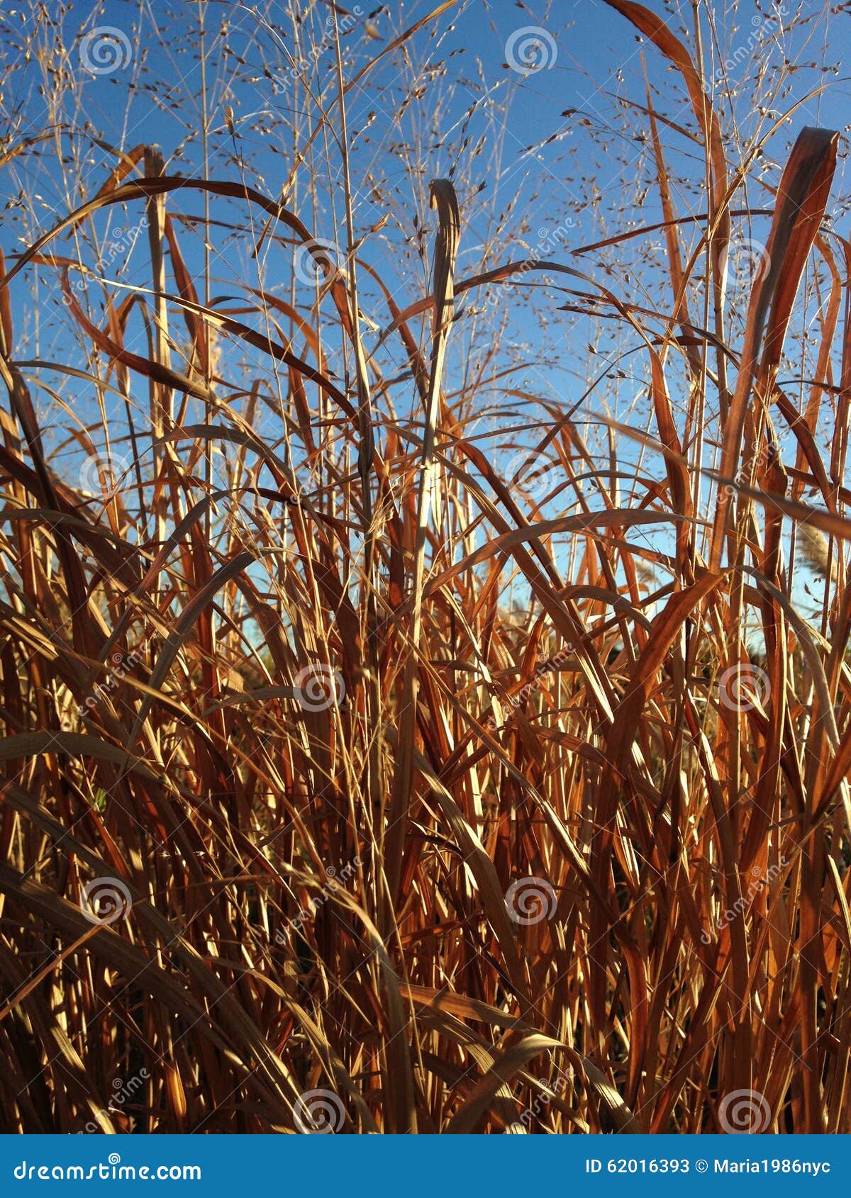 Tall Grass in the Field the Fall. Stock Image - Image of genus, fall ...