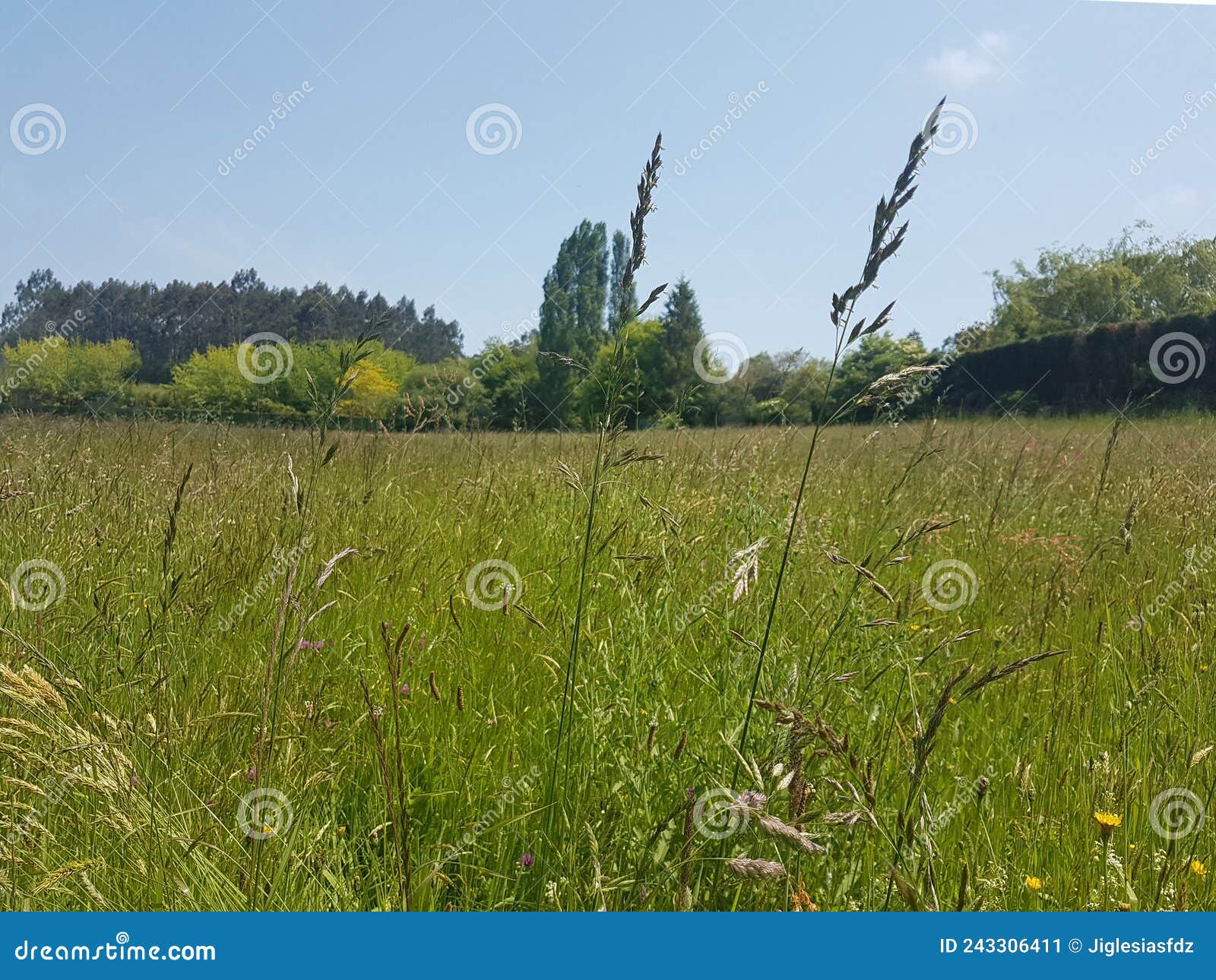Tall grass field stock image. Image of trees, blue, space - 243306411