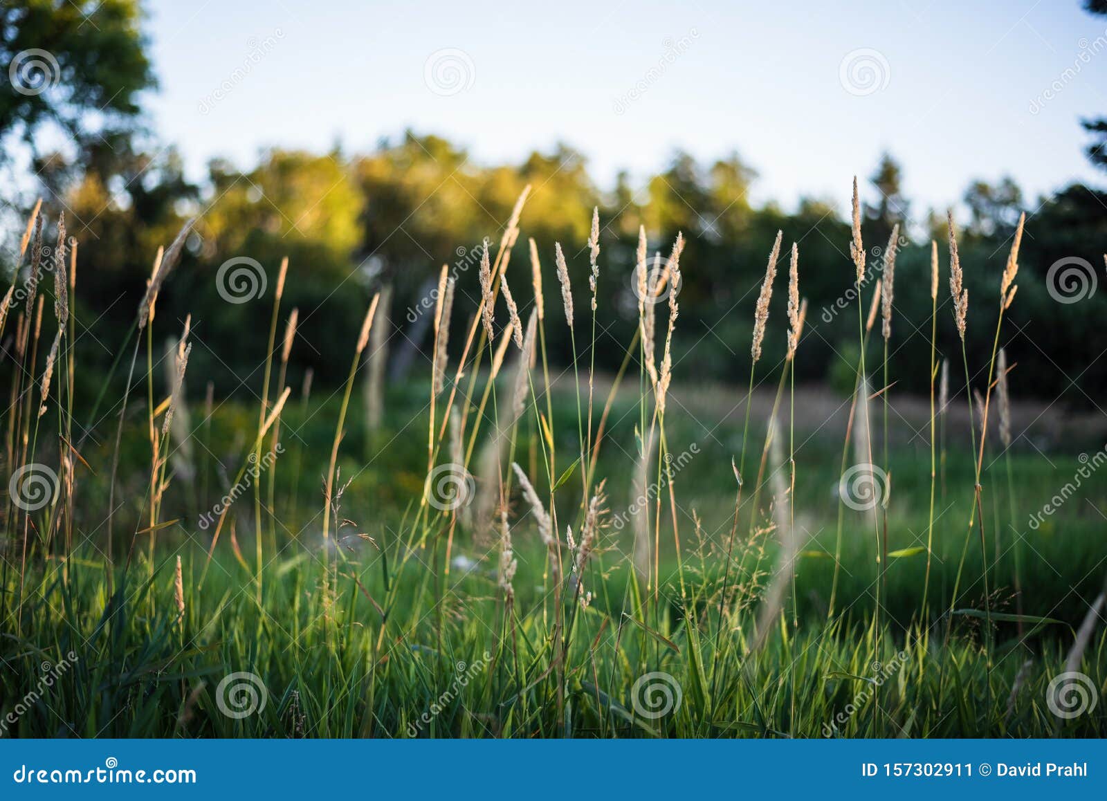 Tall grass in field stock image. Image of peaceful, level - 157302911