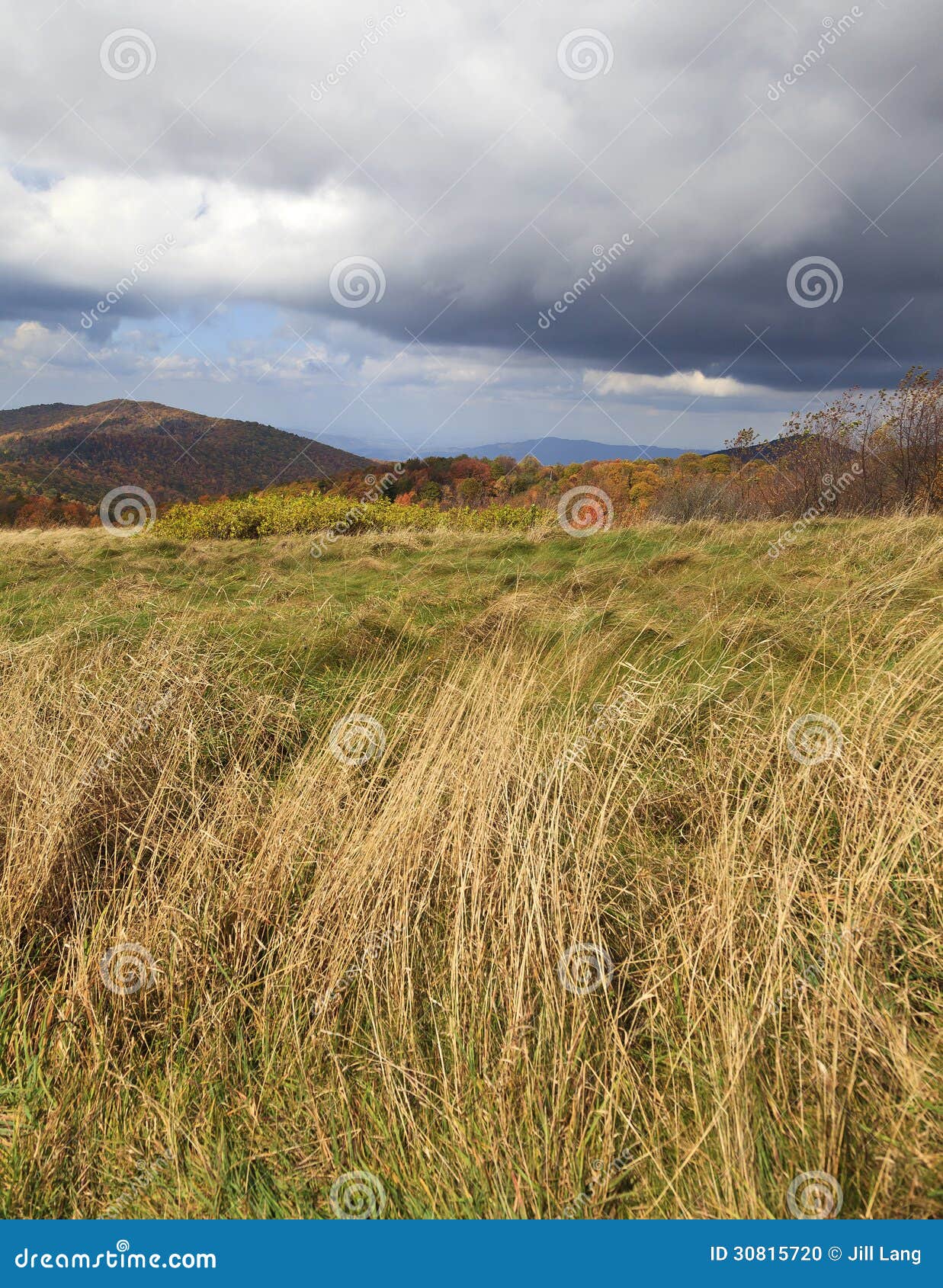 Tall Grass stock photo. Image of nature, grassy, foliage - 30815720