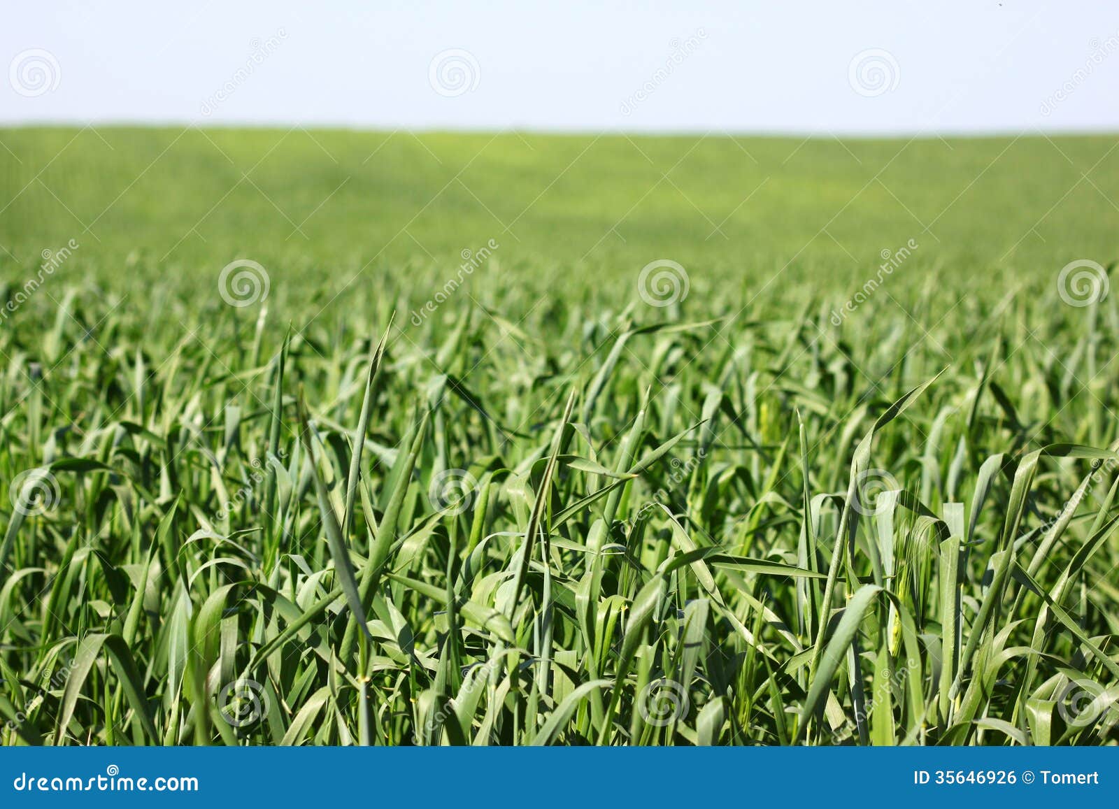Tall Grass Field. Shallow DOF Stock Photo - Image of countryside, field ...