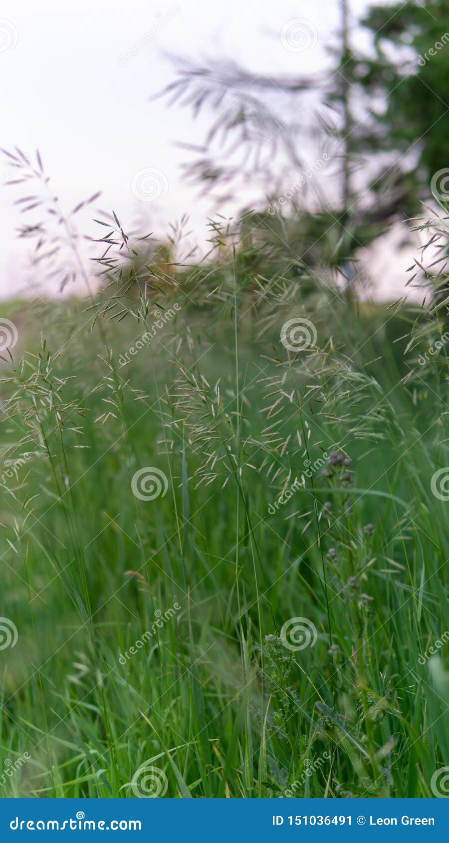 Tall Grass Field stock image. Image of beautiful, landscape - 151036491