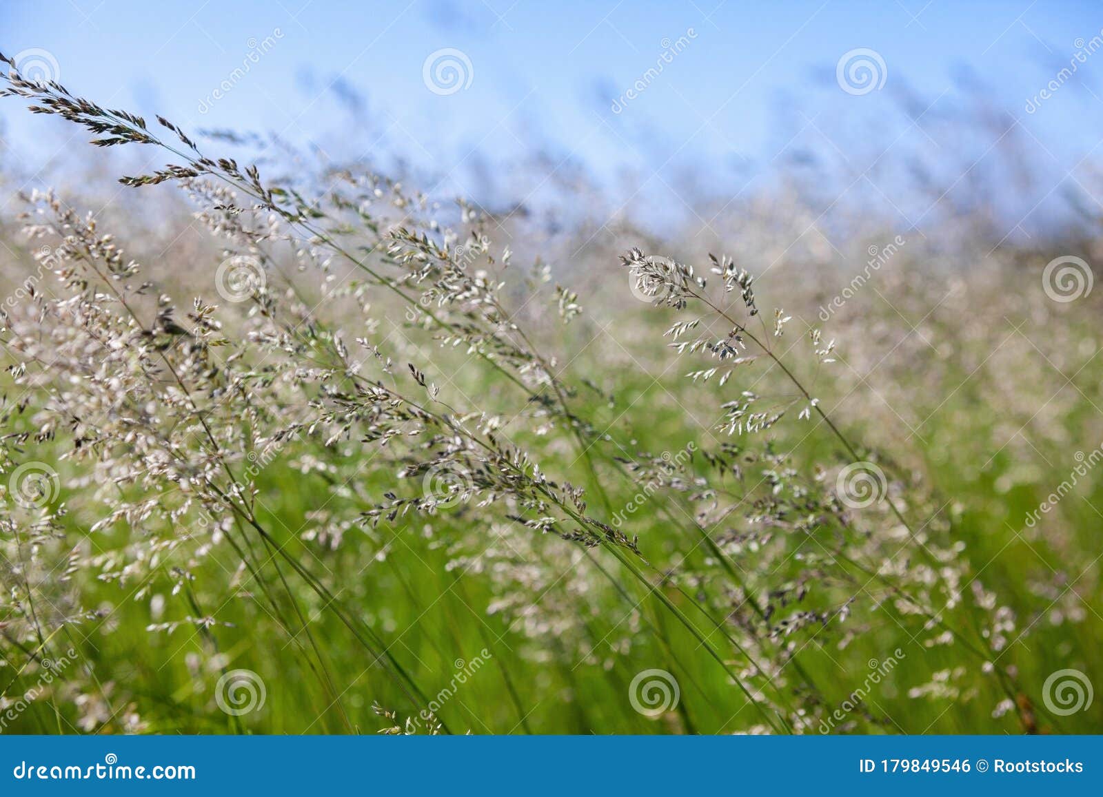 Tall grass in a field stock photo. Image of long, grassy - 179849546