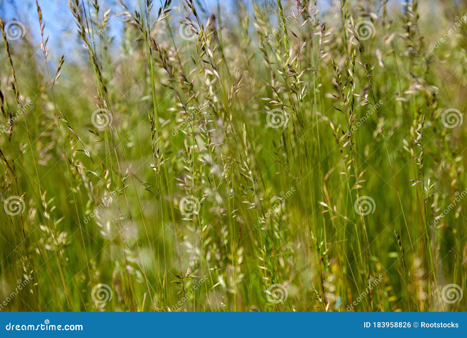 Tall grass in a field stock photo. Image of abstract - 183958826