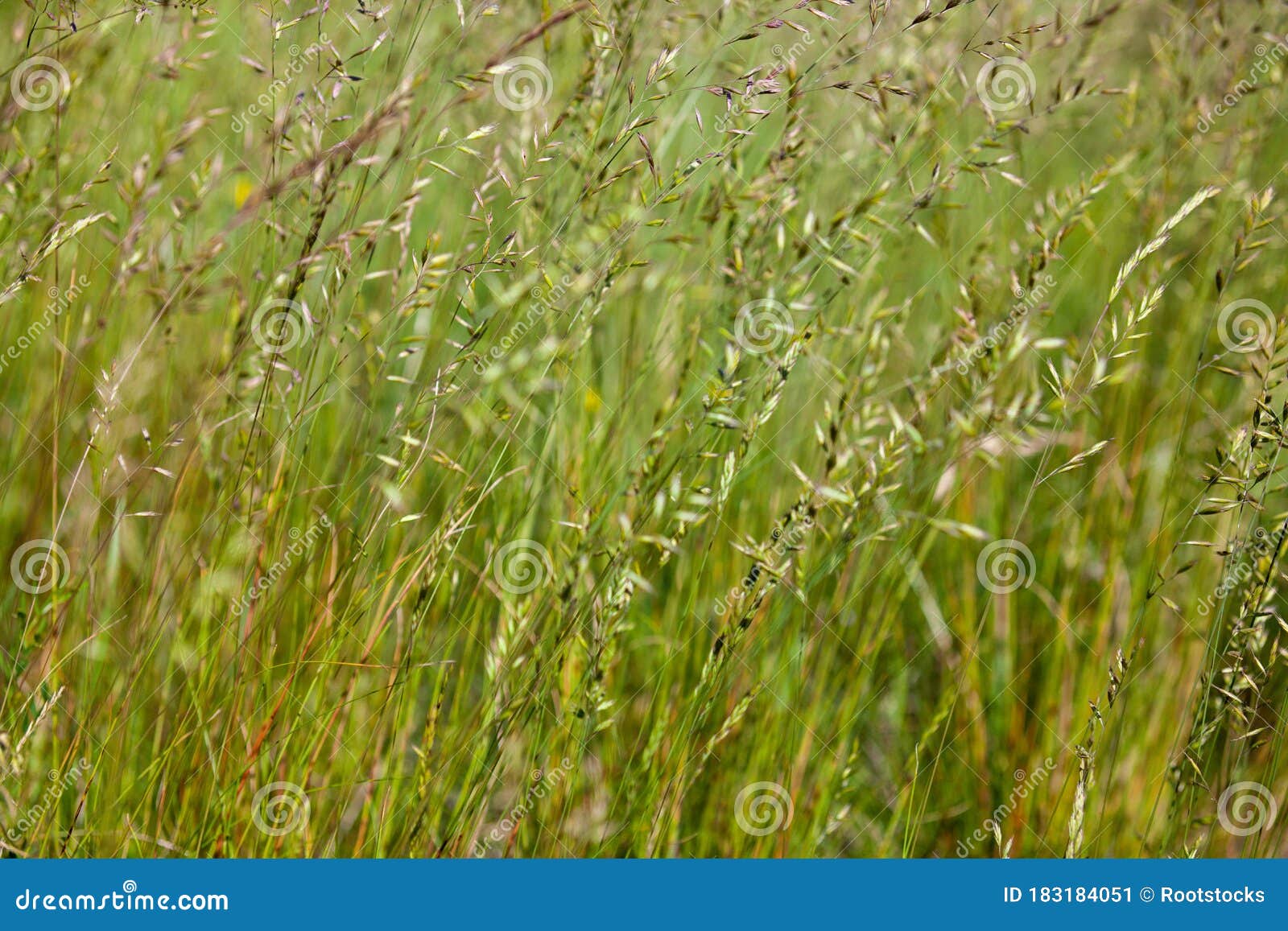 Tall grass in a field stock image. Image of grass, rank - 183184051