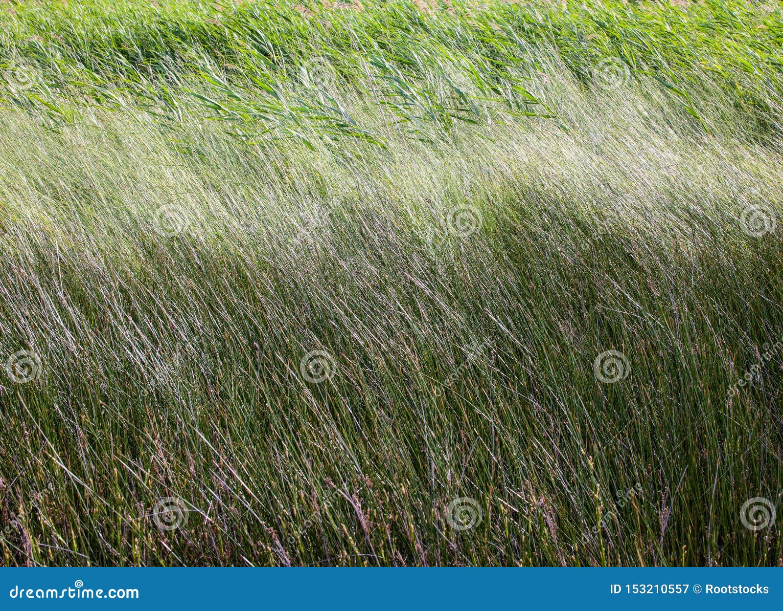 Tall grass in the field stock image. Image of abstract - 153210557