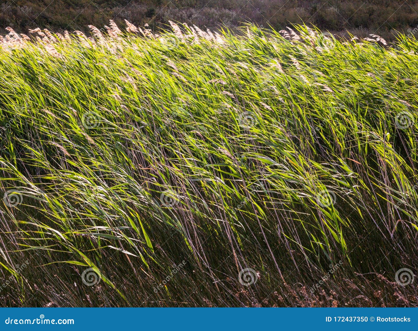 Tall grass in the field stock photo. Image of nature - 172437350