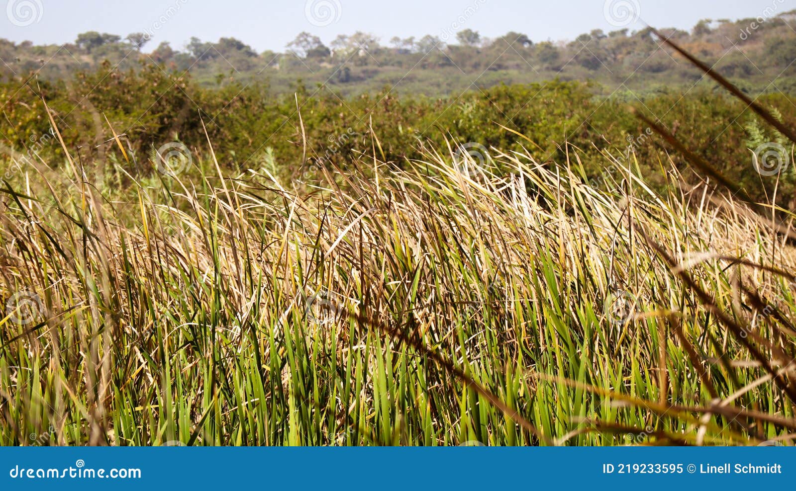 Tall grass in field stock image. Image of plant, pasture - 219233595