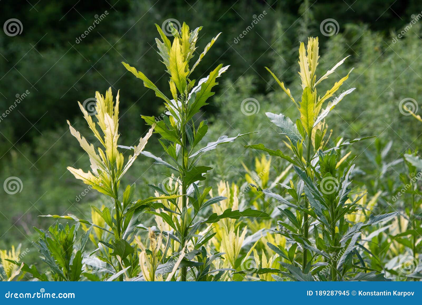 Tall Grass in a Field with Yellow-green Leaves in Sunlight Stock Image ...