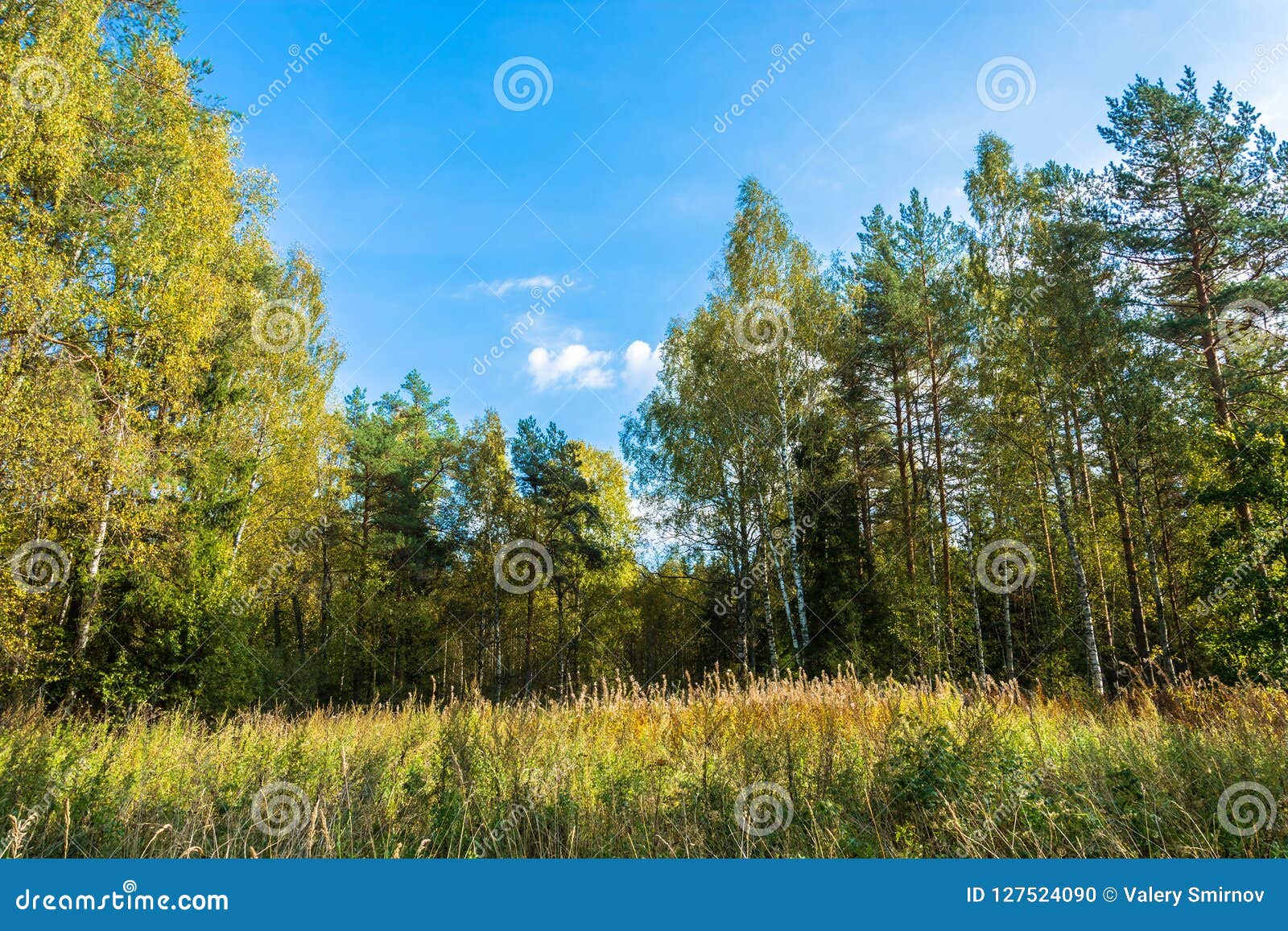 Tall Grass at the Forest Edge. Stock Photo - Image of tree, summer ...