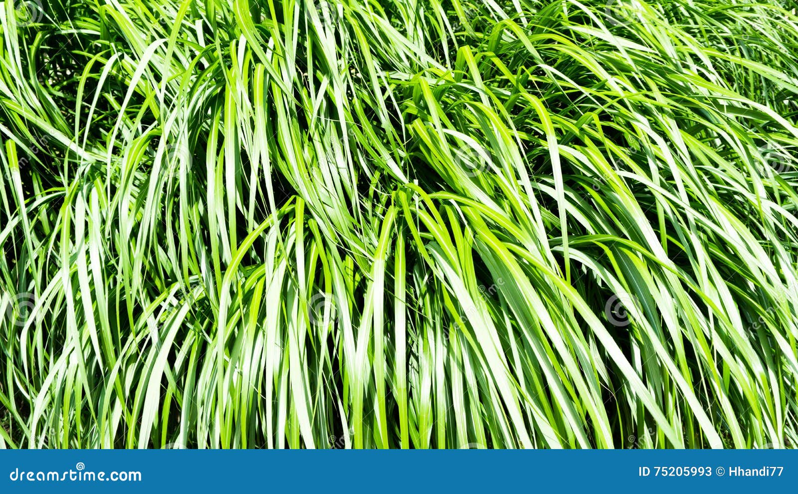 Tall grass stock image. Image of tall, pond, natural - 75205993