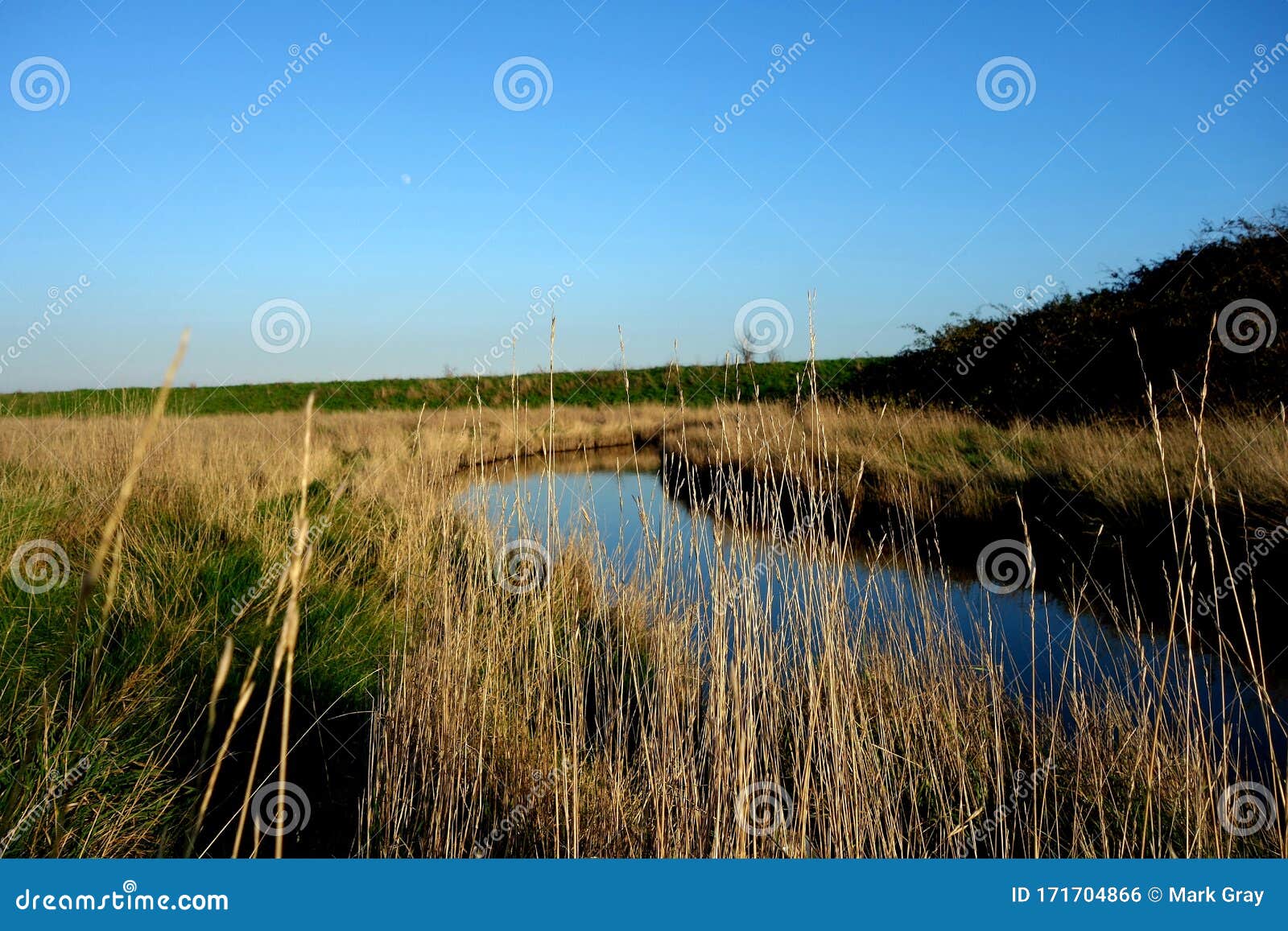 Tall Grass Growing beside a River Stock Photo - Image of blue, growing ...