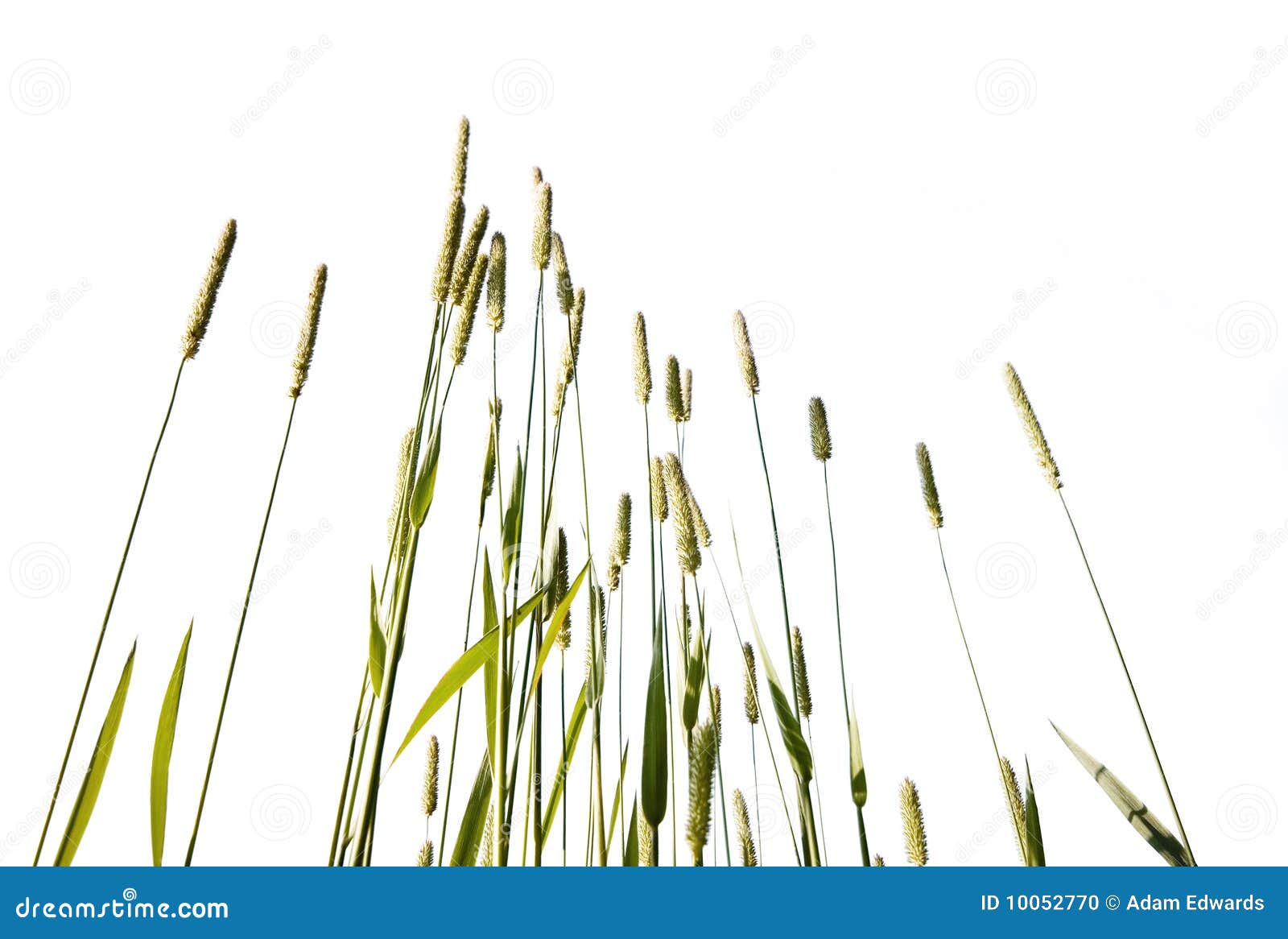 Tall Grass White Background