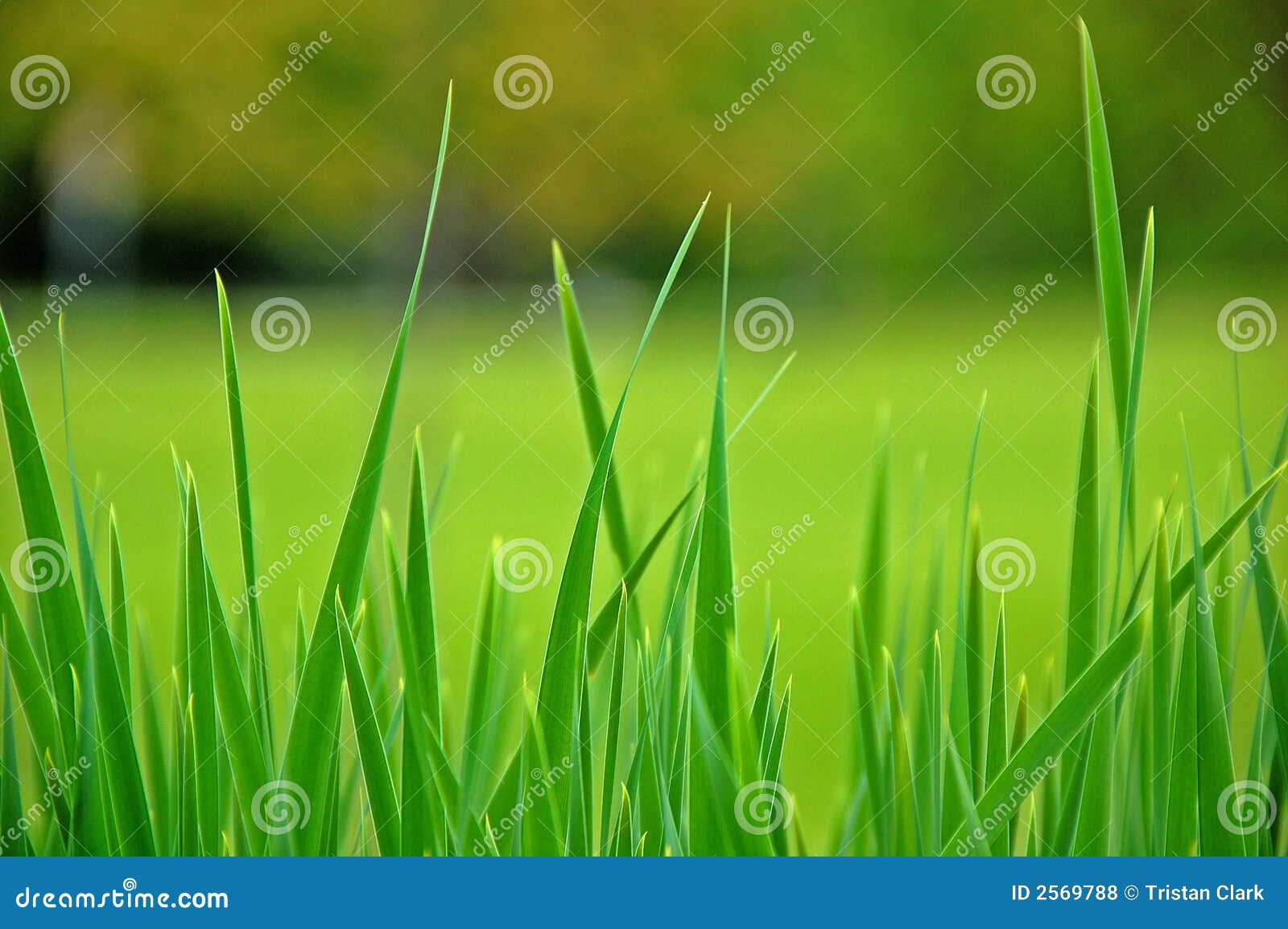 Tall Grass in a meadow stock photo. Image of blade, meadow - 2569788