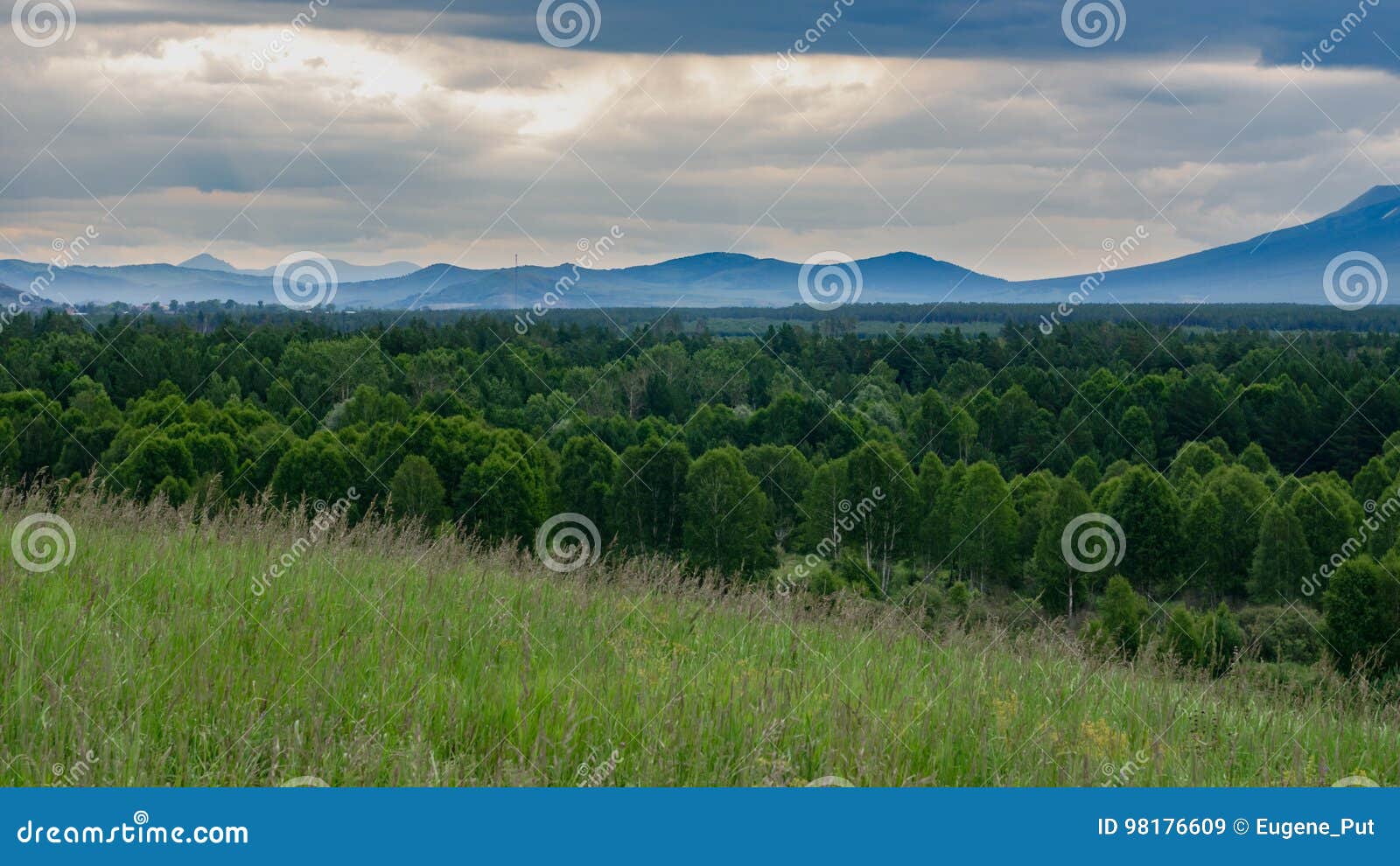 Tall Grass Meadow with the Forest, Mountains and Cloudy Sky Stock Image ...