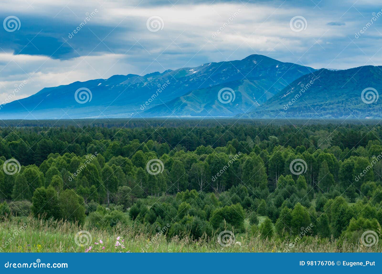 Tall Grass Meadow with the Forest, Mountains and Cloudy Sky Stock Photo ...