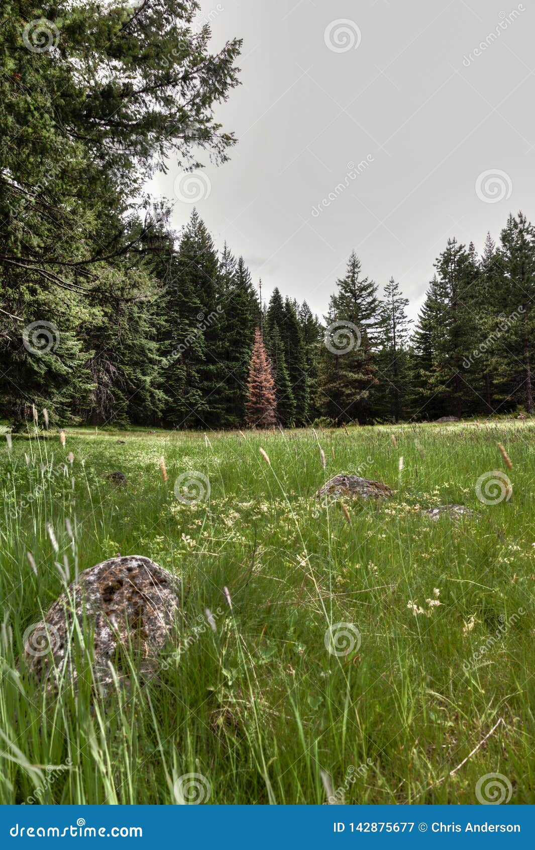 Tall Grass Meadow and a Large Rock in the Foreground with Tall Treeline ...