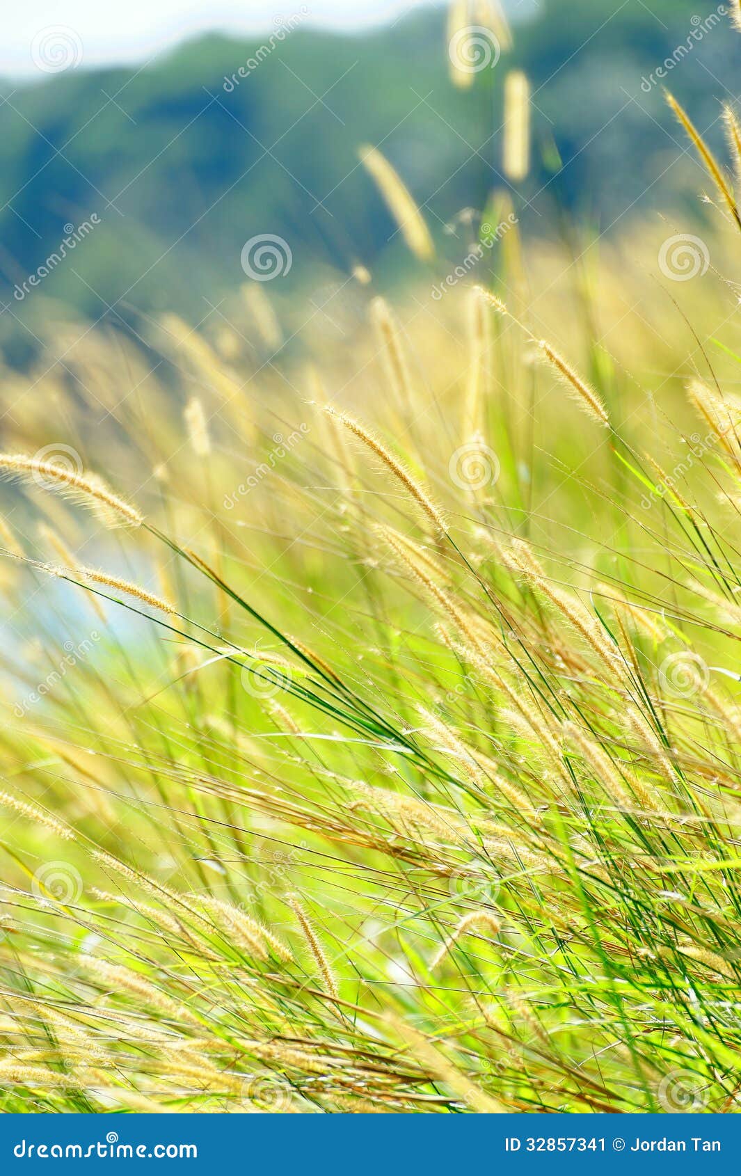 Tall grass in a meadow stock image. Image of summer, tall - 32857341