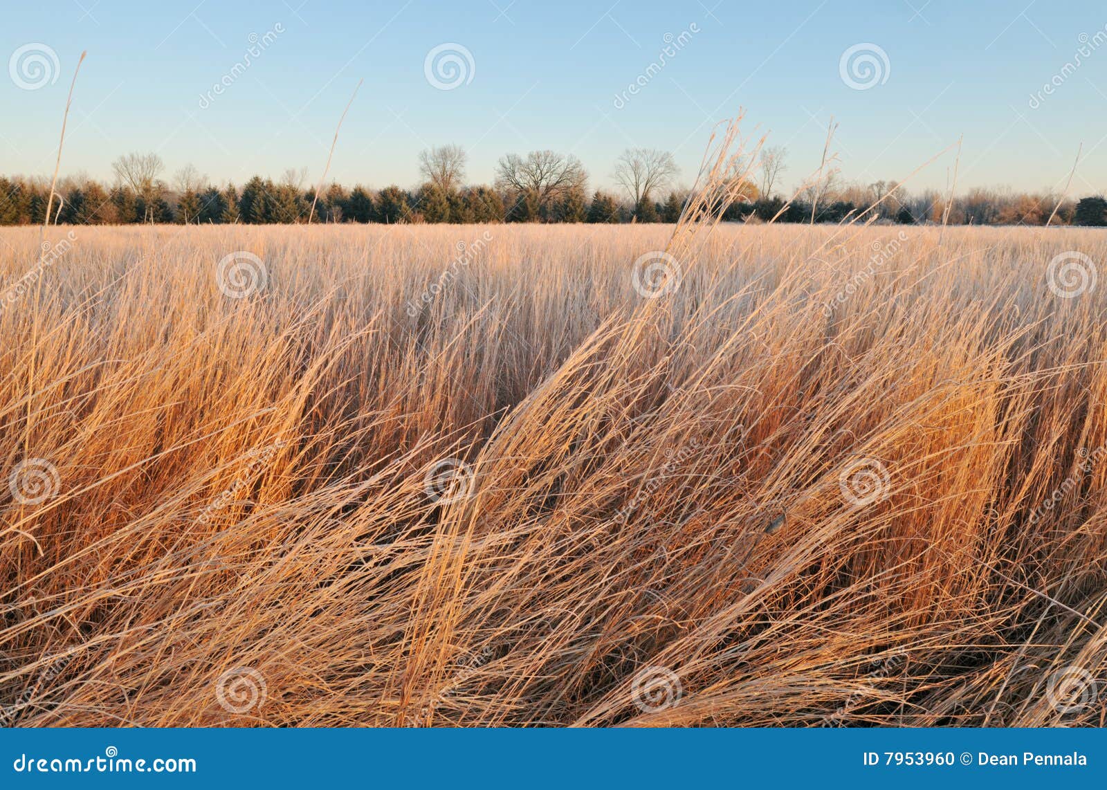 Tall Grass Prairie stock photo. Image of winter, outdoors - 7953960