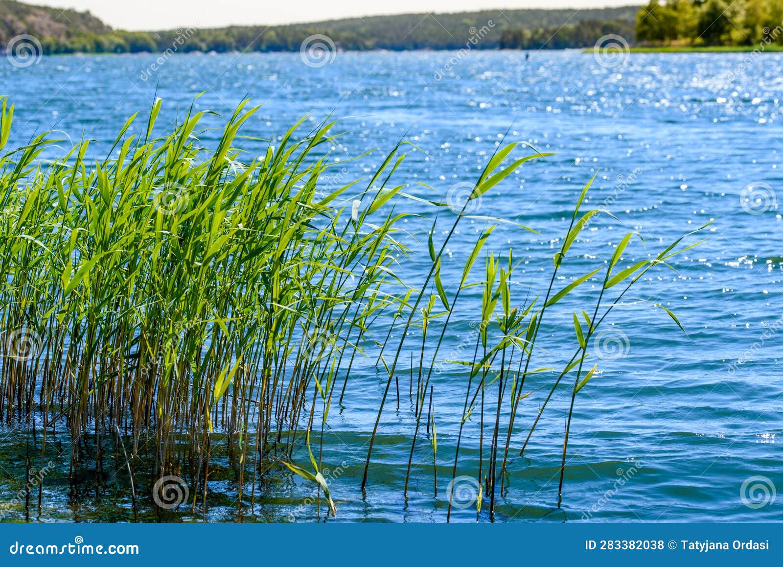 A Tall Grass, Sedge on the Shore of the Lake, Glistened with Dew in the ...