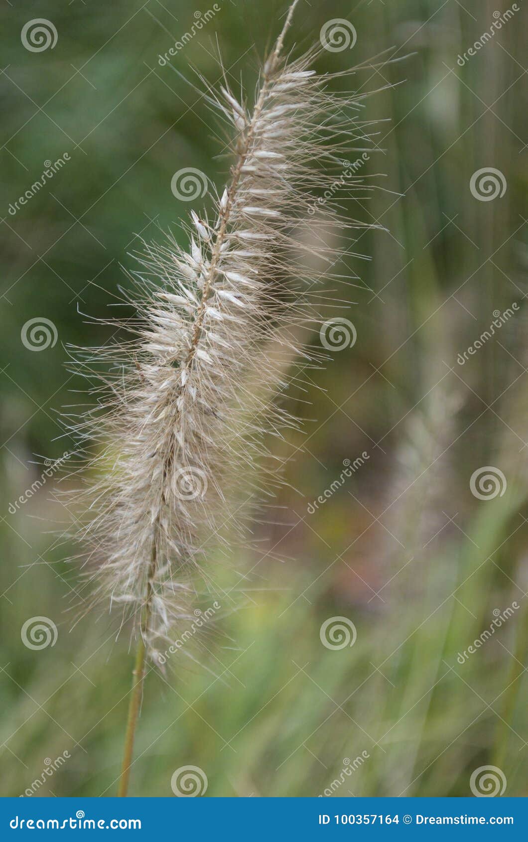 Grass Seed stock photo. Image of grass, hour, seed, field - 100357164