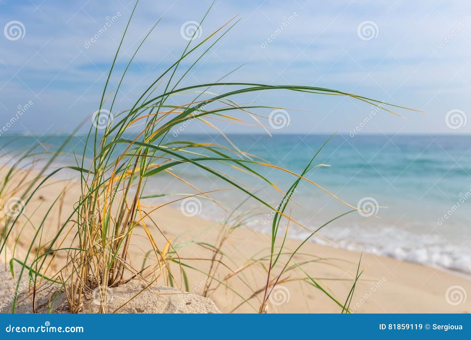 Tall Grass on the Shore of the Sea. Stock Image - Image of atlantic ...