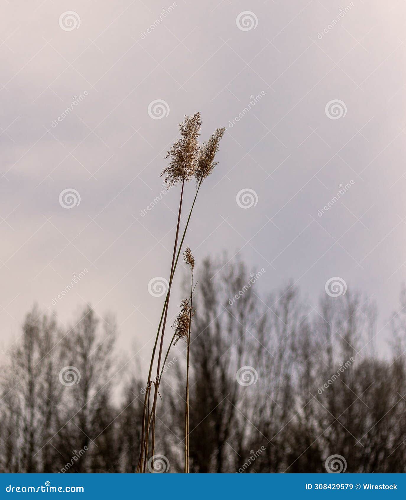 The Tall Grasses in Front of Trees are Blowing through the Wind Stock ...