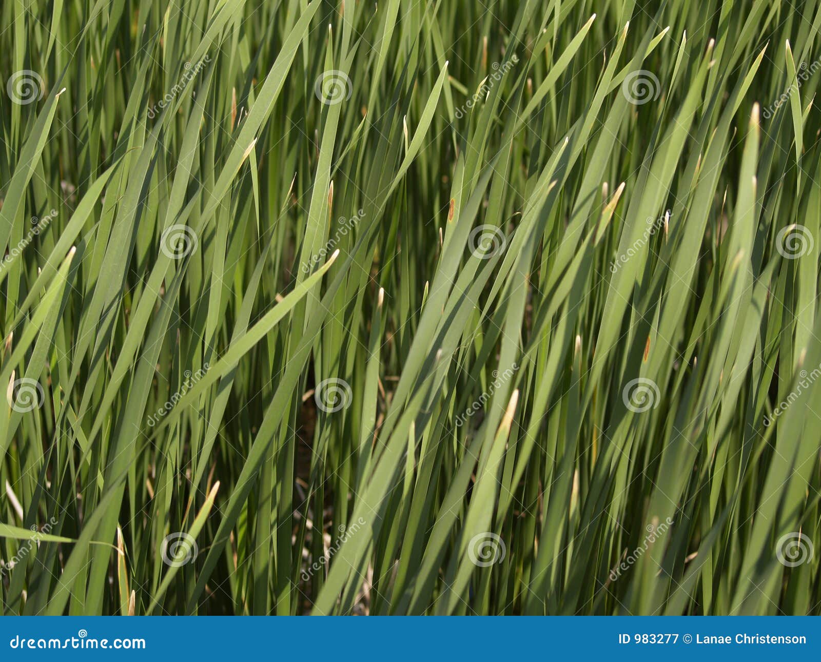 Tall Grass - Texture stock image. Image of ecosystem, natural - 983277