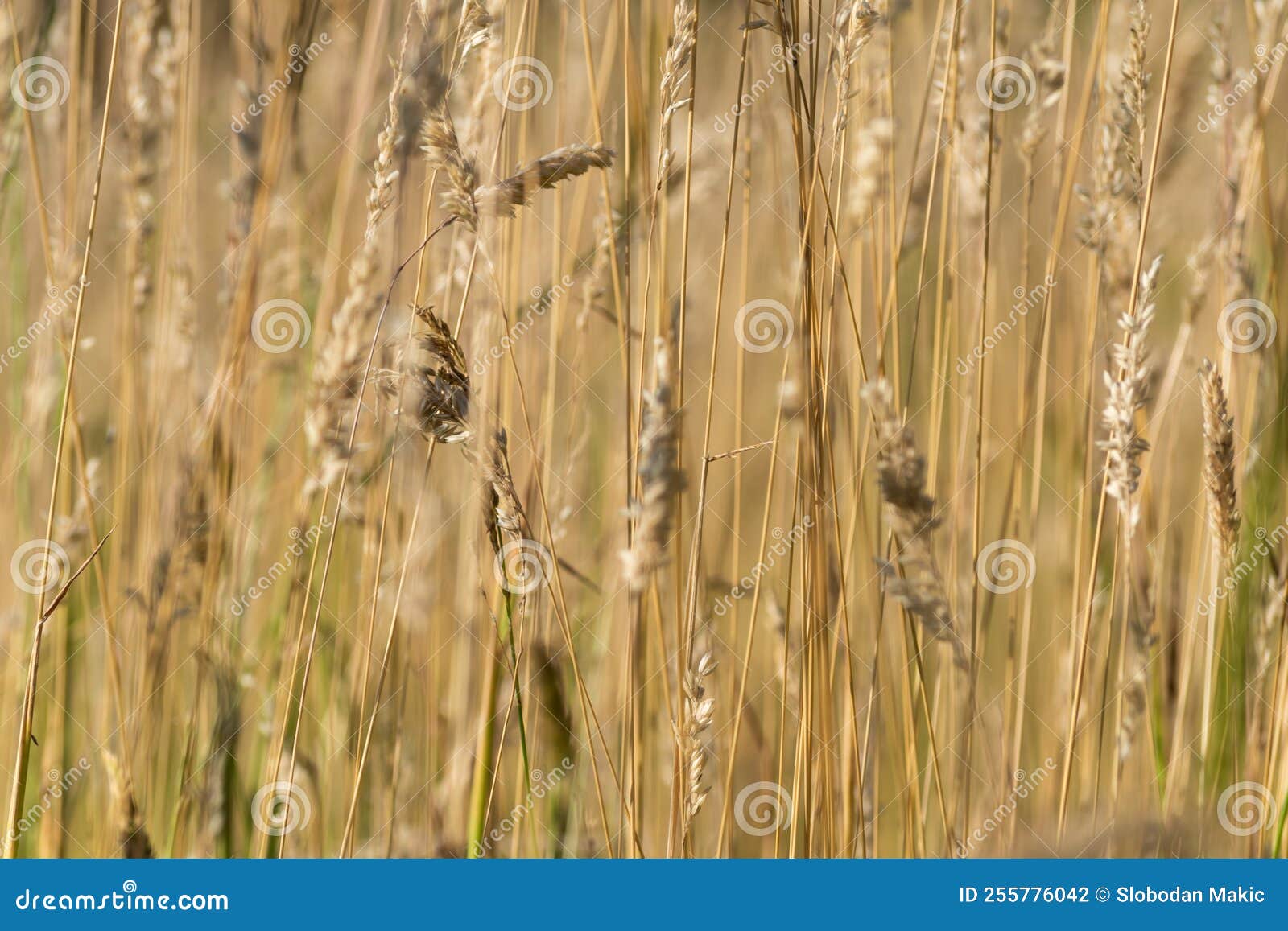 Tall Grass Vertical Stems Close Up Stock Photo - Image of landscape ...