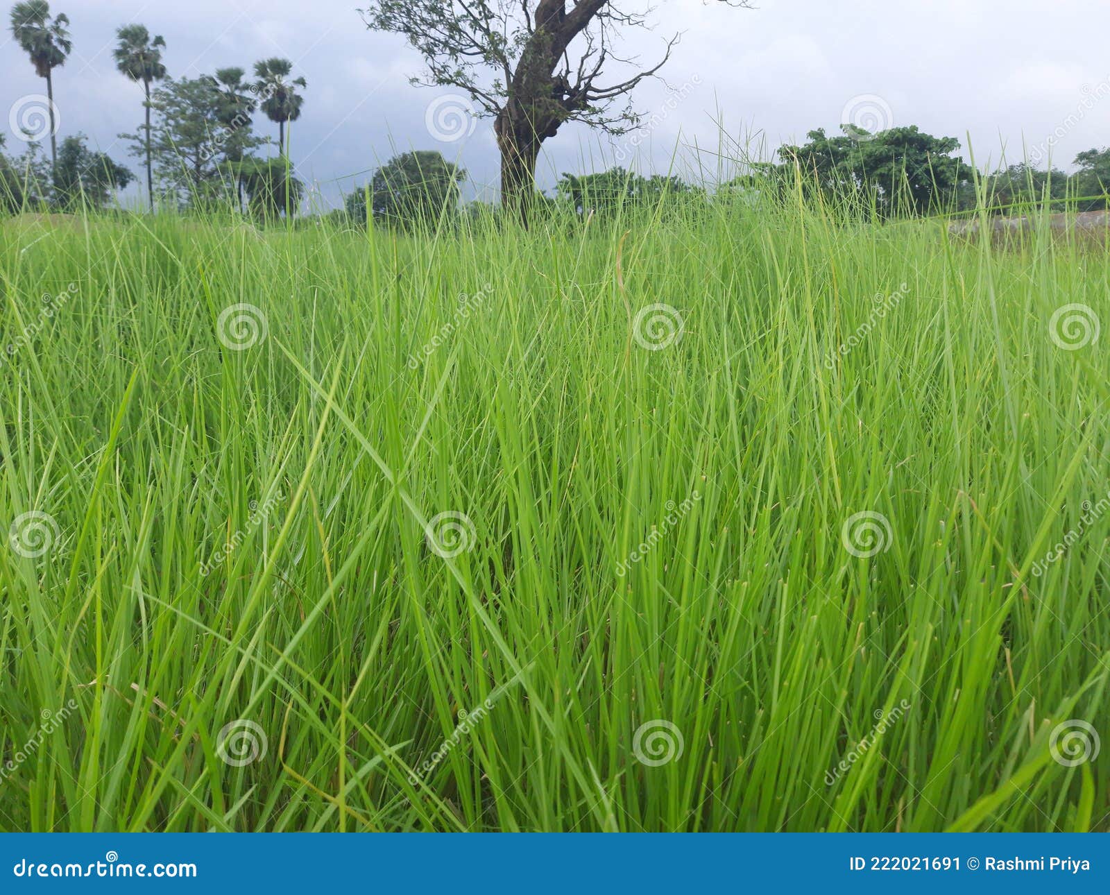 Tall grass in the village. stock image. Image of considered - 222021691