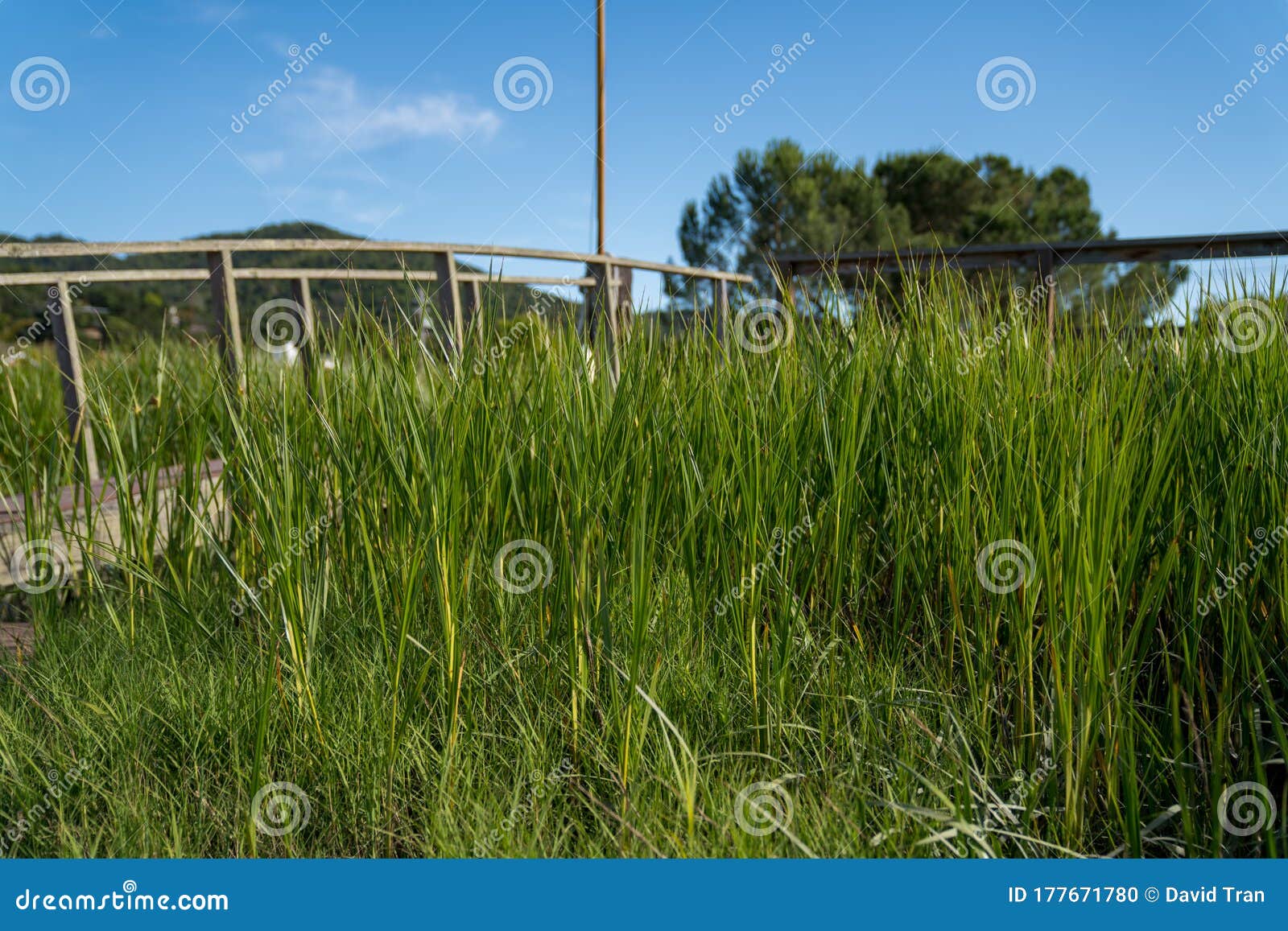 Tall Grass in Wetlands Marsh Area with Walkway during the Day Stock ...
