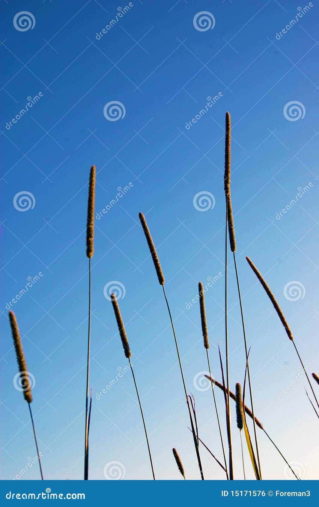 Tall Grasses stock photo. Image of country, blue, plant - 15171576