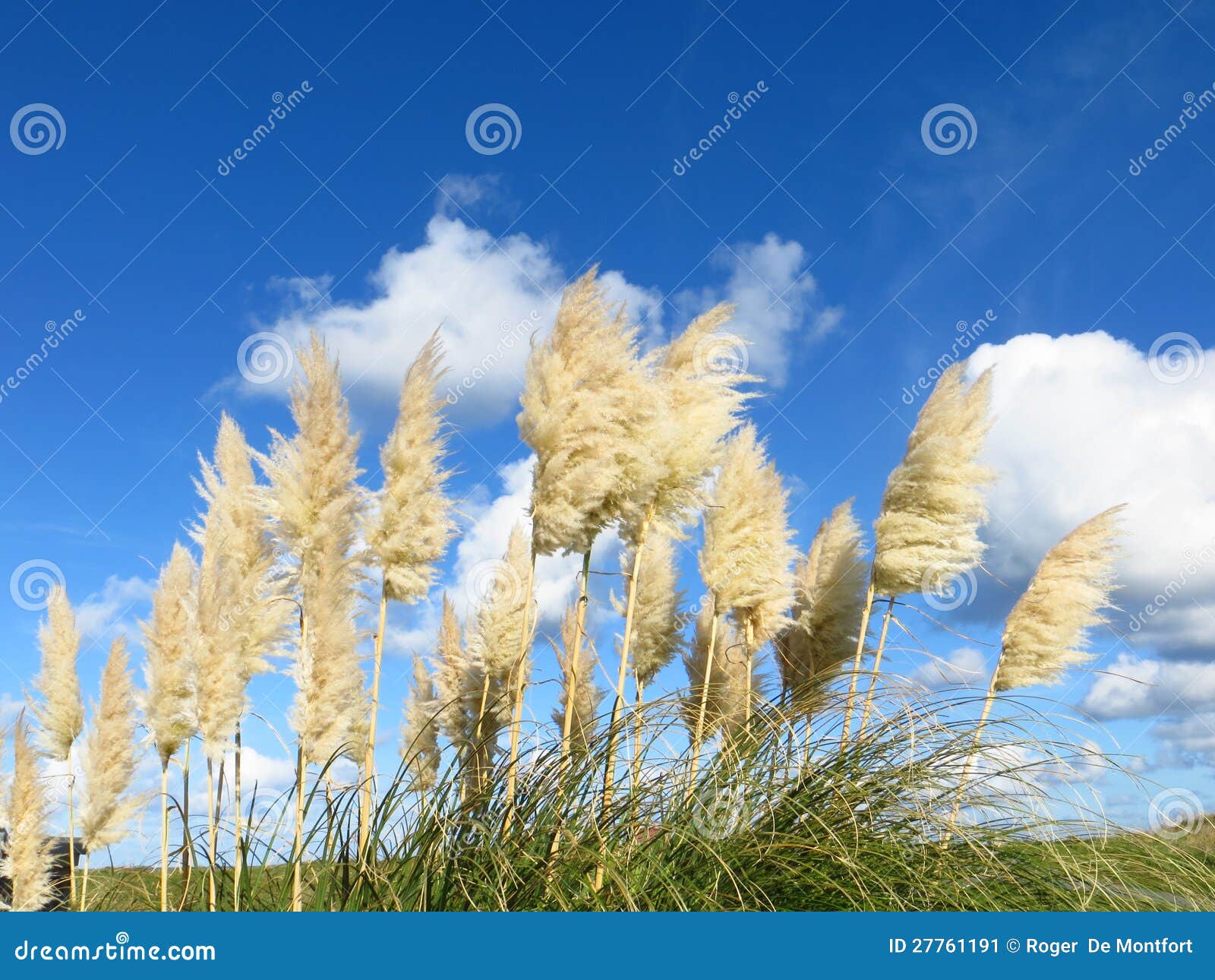 Tall grasses stock image. Image of grasses, islands, grass - 27761191