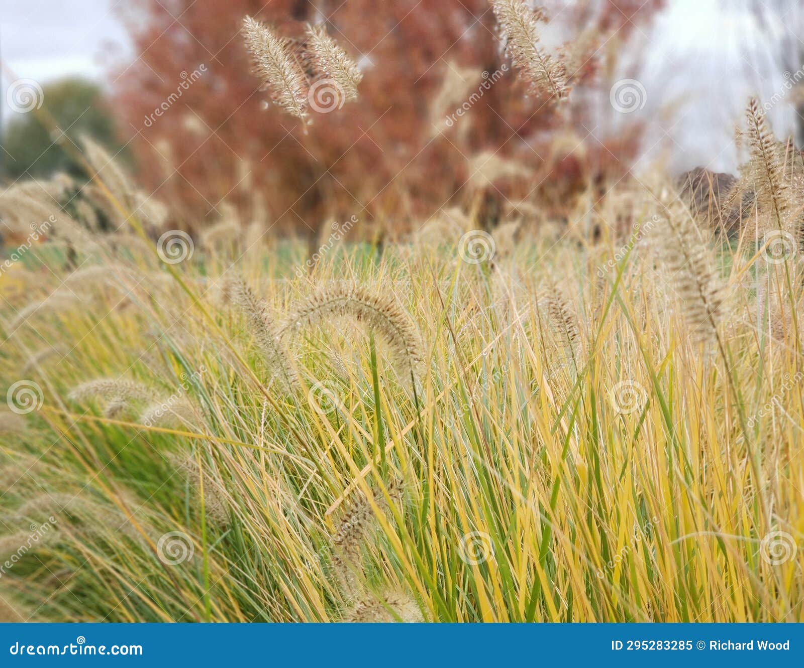 Tall Grasses With A Colorful Tree In The Background Stock Image Image Of Branch Color 295283285