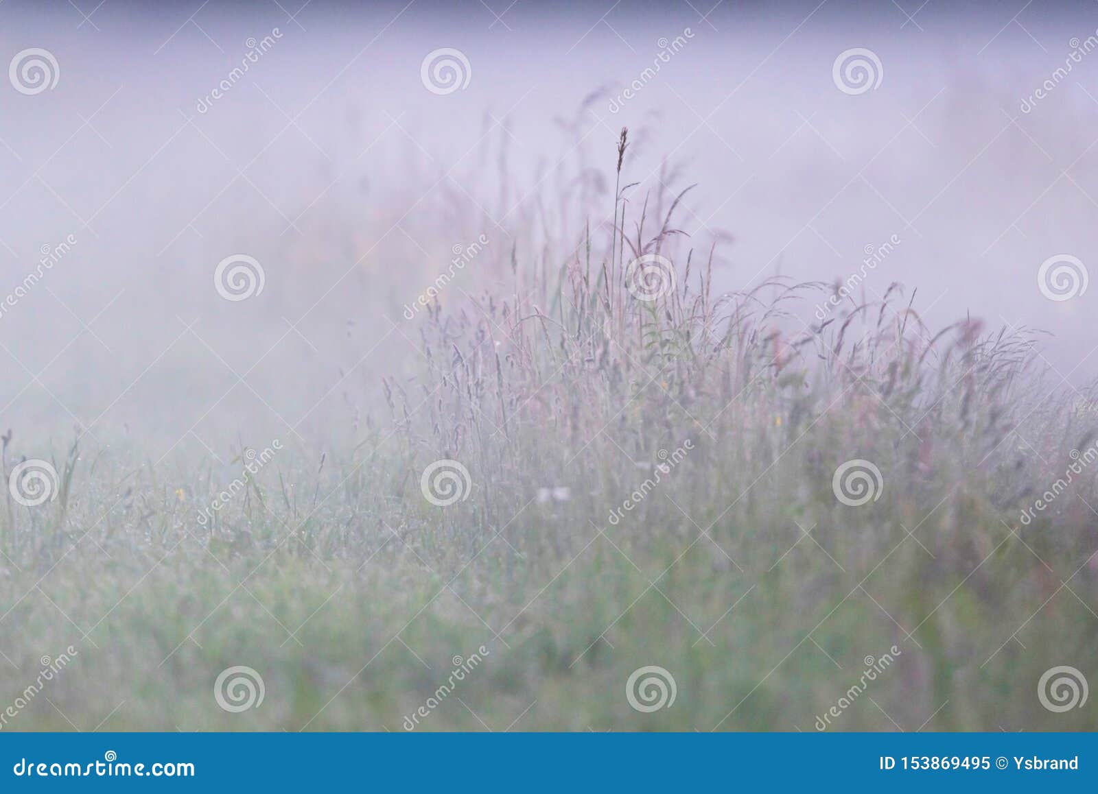 Tall grasses in mist stock image. Image of field, summer - 153869495