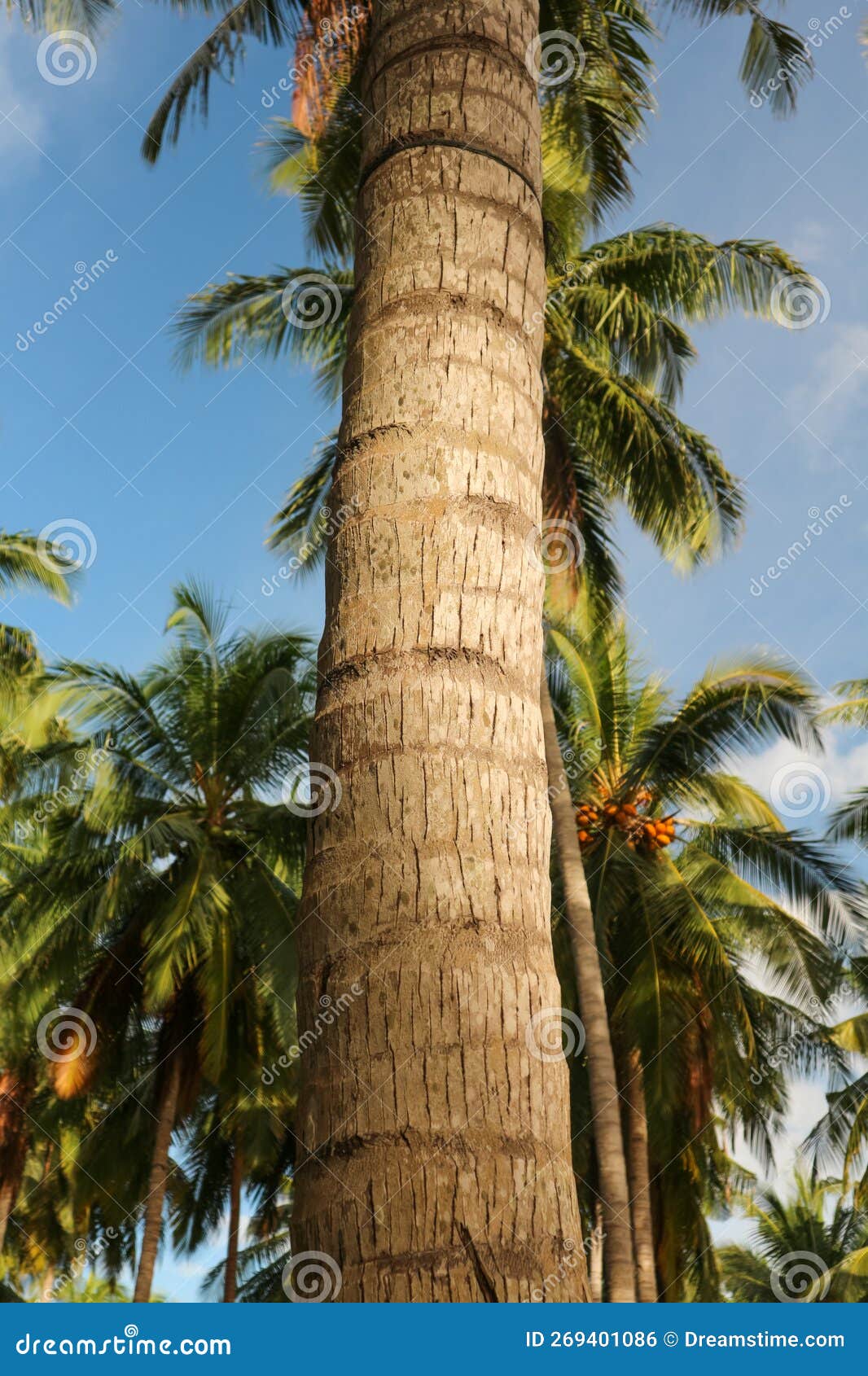 A Tall, Green Coconut Tree Trunk with Unique Trunk Texture Stock Photo ...