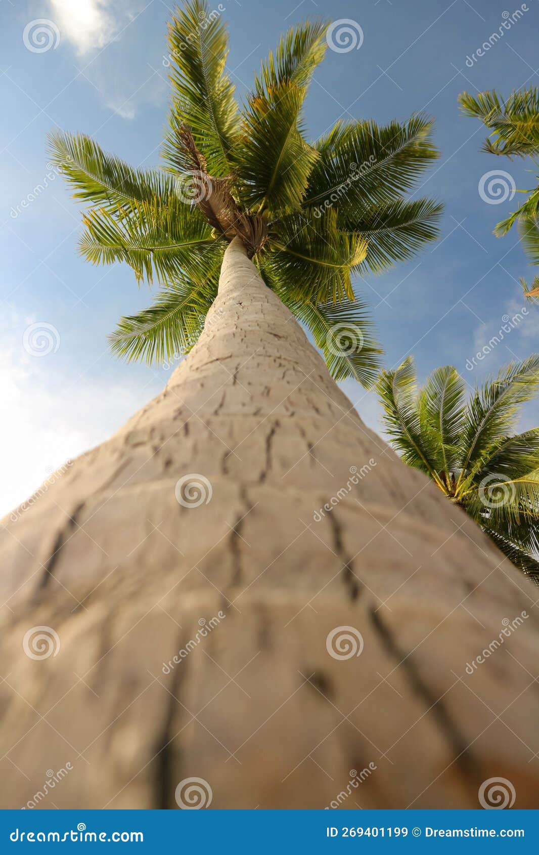 A Tall and Green Coconut Tree, View from Bottom Stock Image - Image of ...