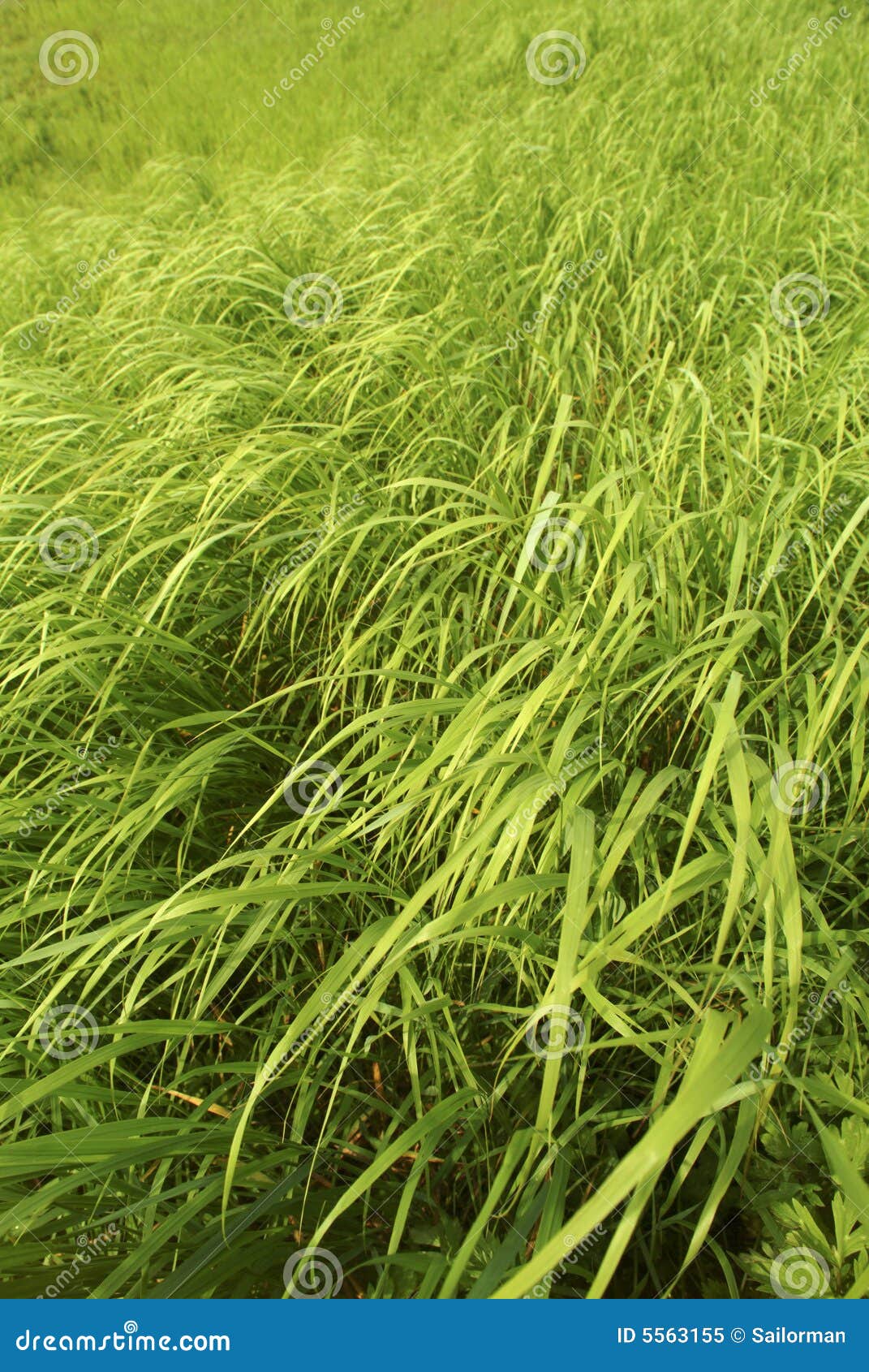 Tall green grass stock image. Image of grass, field, tall - 5563155
