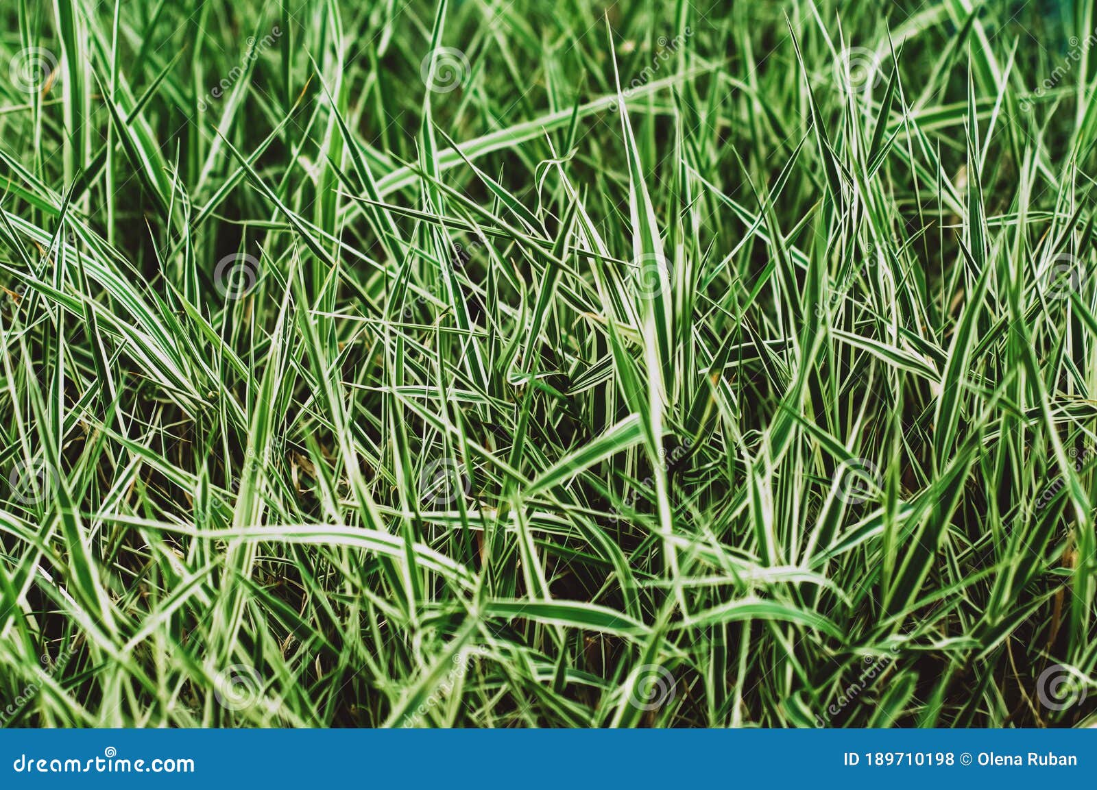Tall Green Grass As a Background Close-up Stock Photo - Image of grass ...